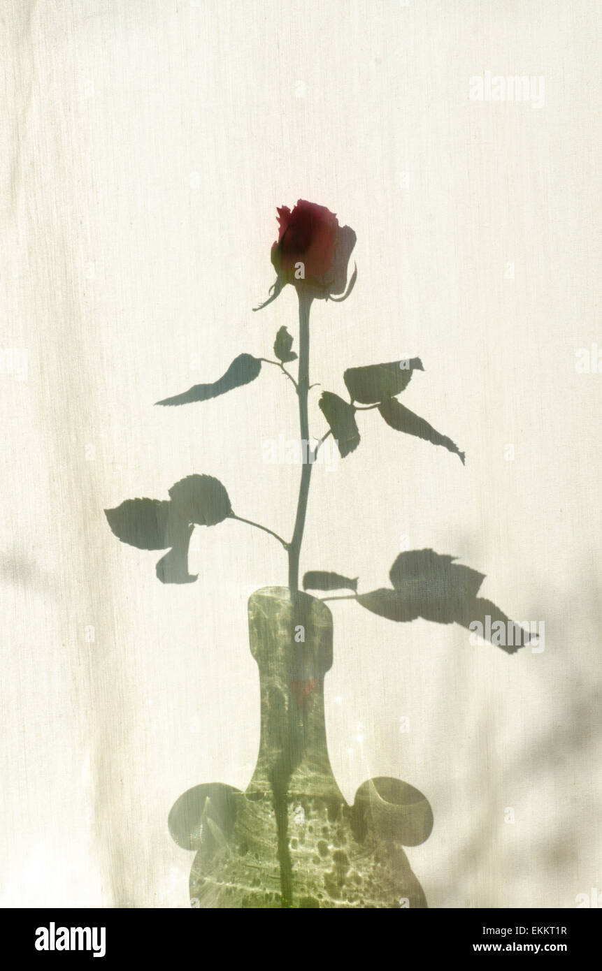 Red leaves shadow hi-res stock photography and images - Alamy