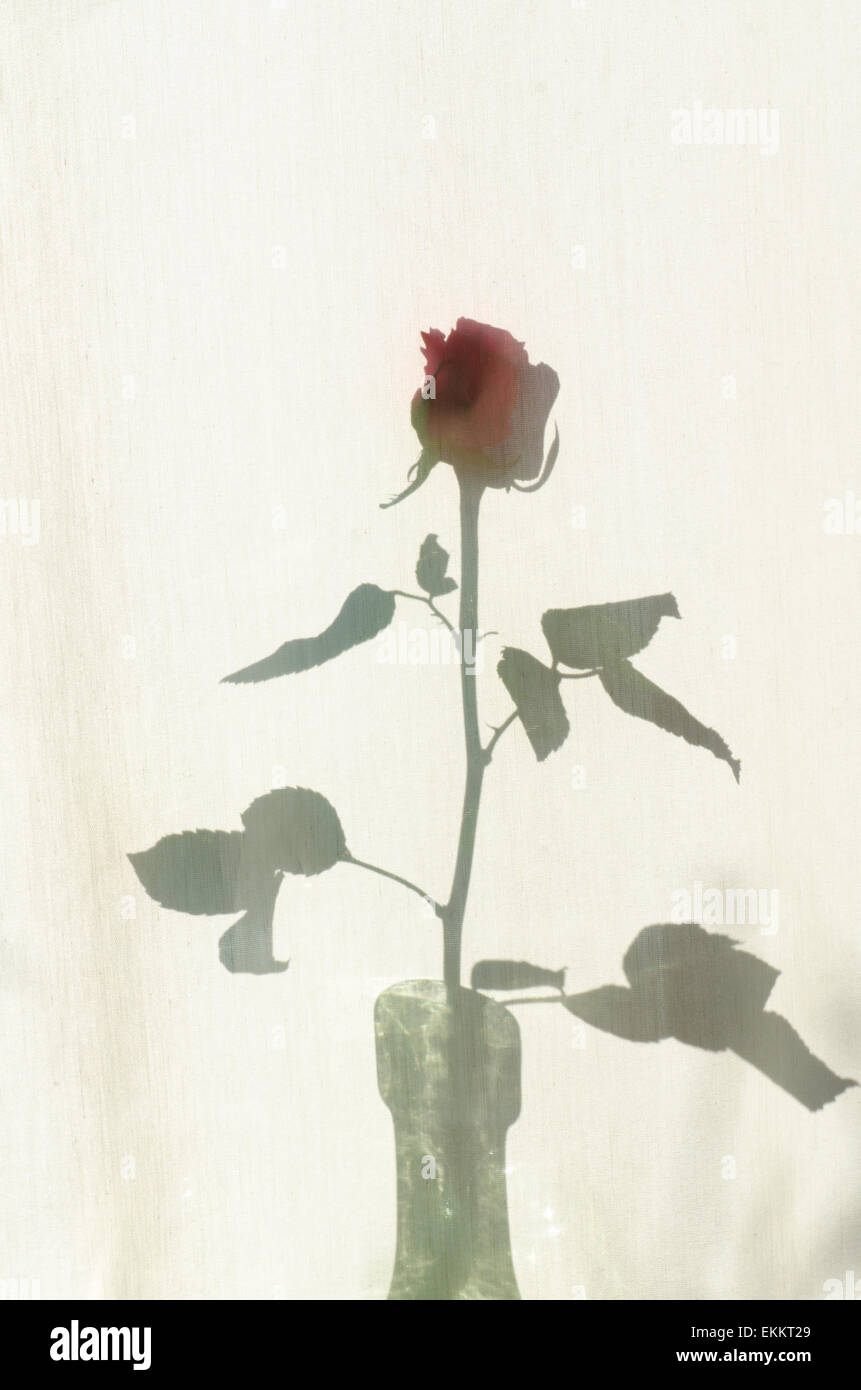 rose shadow on white textile courtain Stock Photo - Alamy