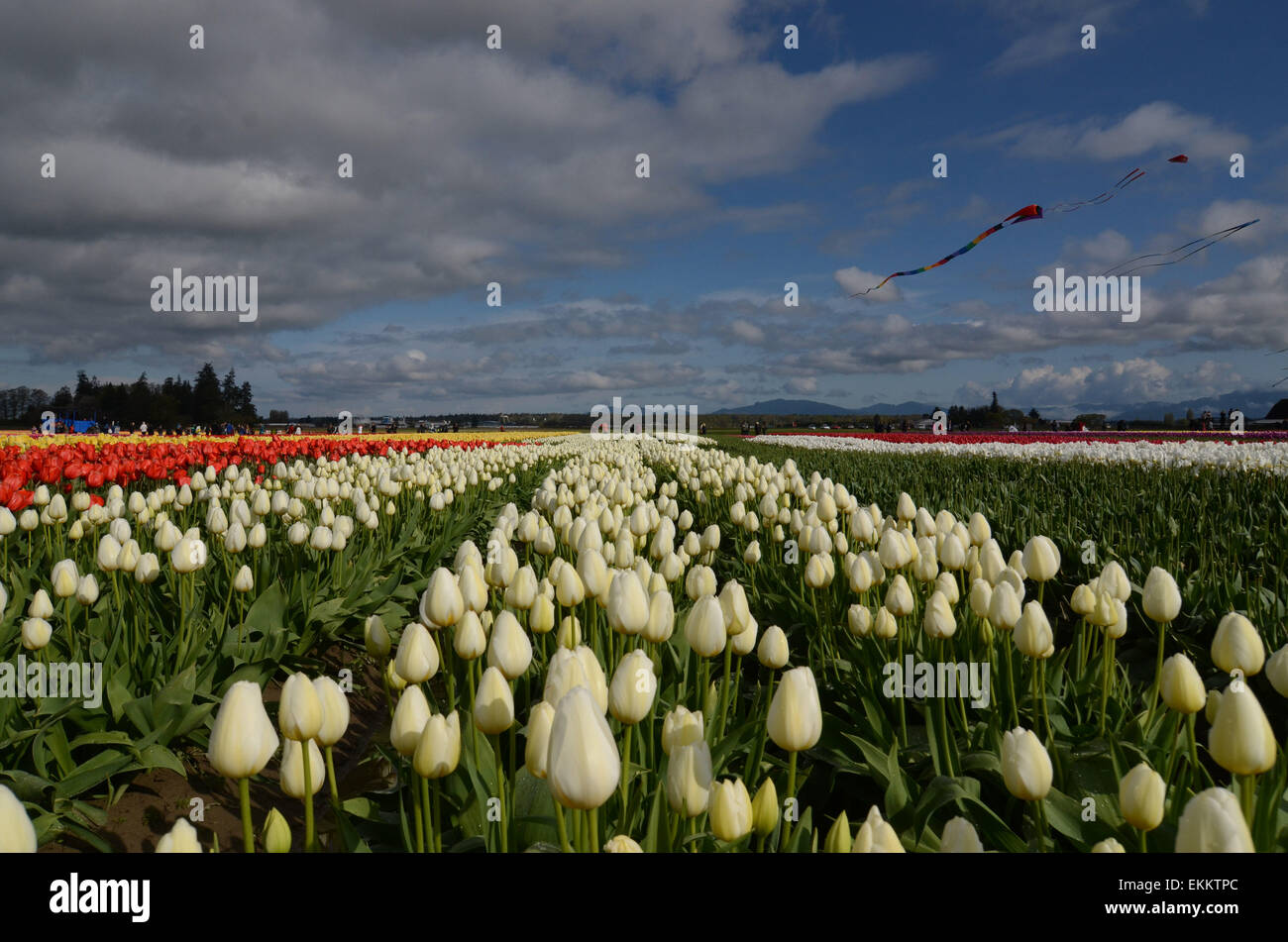 Skagit valley tulip field Stock Photo - Alamy