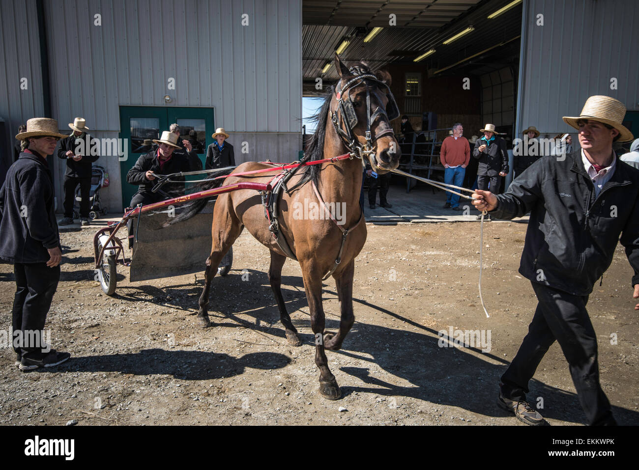 Rawlinsville, Pennsylvania, USA. Amish Mud Sale, held every spring in ...