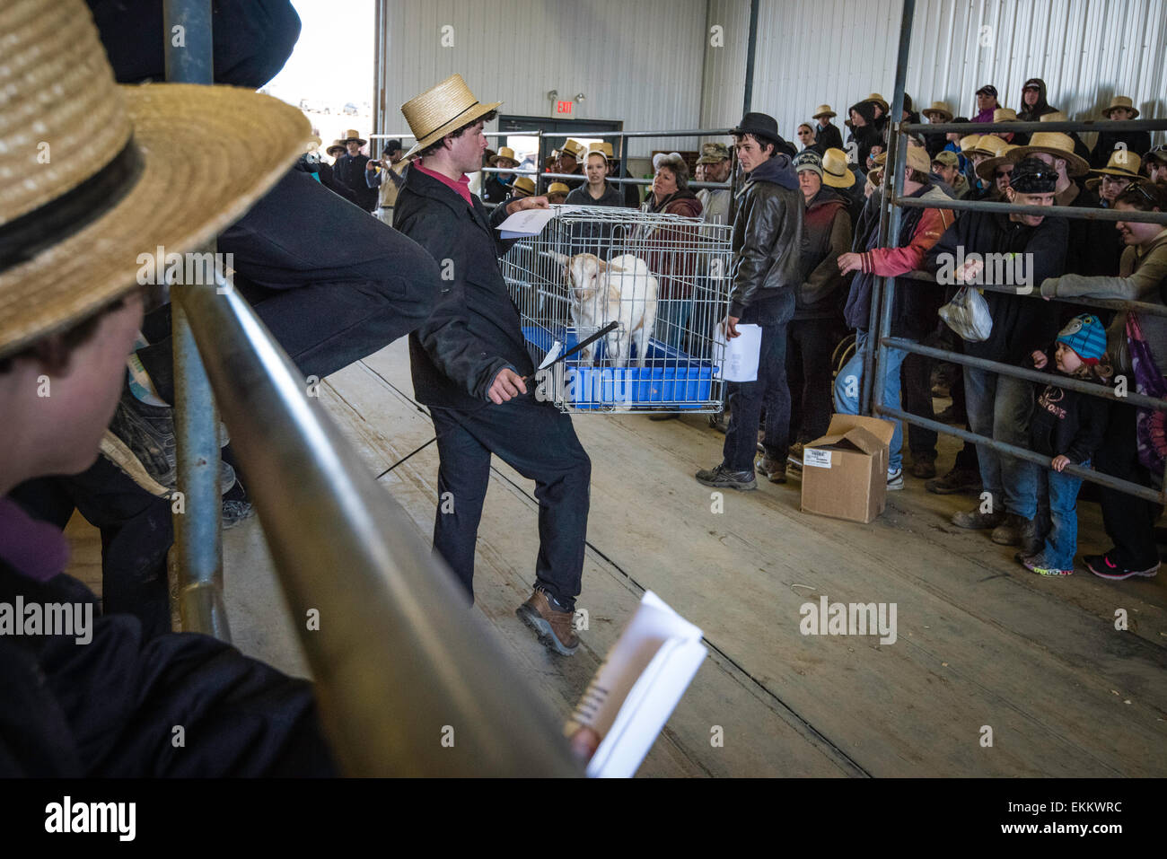 Rawlinsville, Pennsylvania, USA. Amish Mud Sale, held every spring in ...