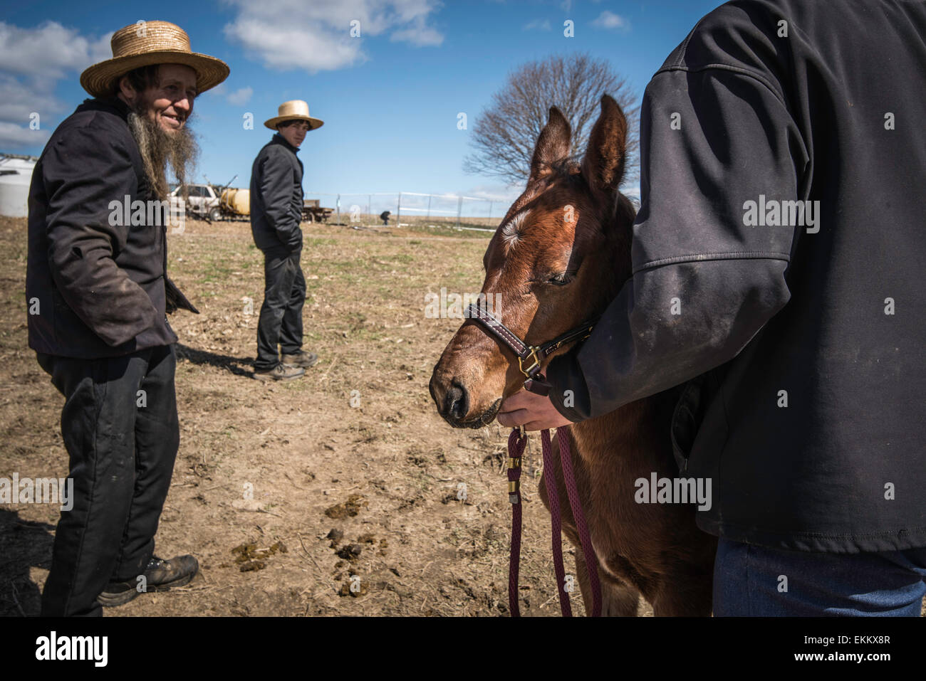 Rawlinsville, Pennsylvania, USA. Amish Mud Sale, held every spring in ...