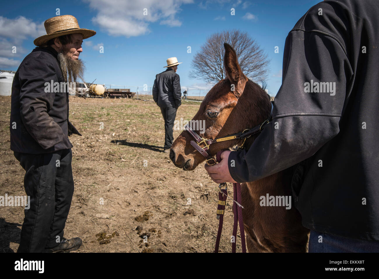 Rawlinsville, Pennsylvania, USA. Amish Mud Sale, held every spring in ...