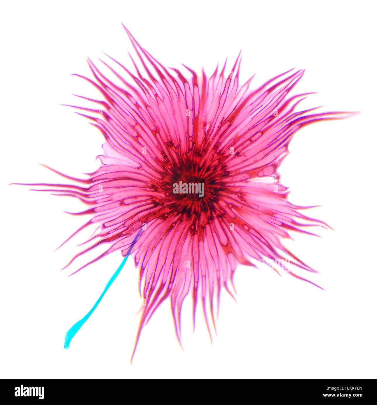 Cactus pollen under a microscope, (Stellato-Pilosus W.M.). 400x Stock ...