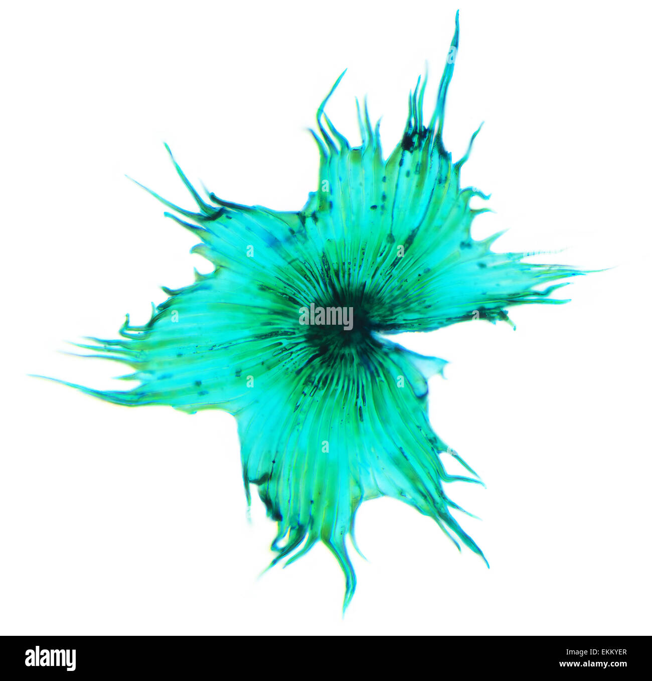 Cactus pollen under a microscope, (Stellato-Pilosus W.M.). 400x Stock ...