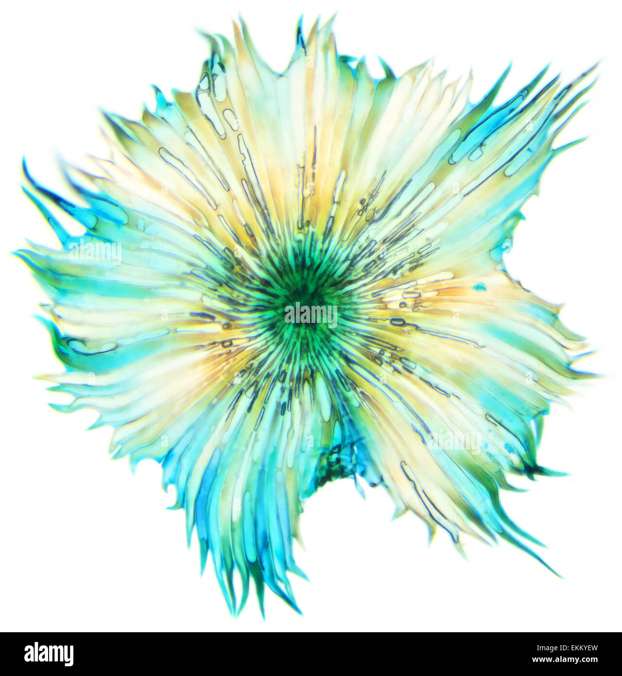 Cactus pollen under a microscope, (Stellato-Pilosus W.M.). 400x Stock ...