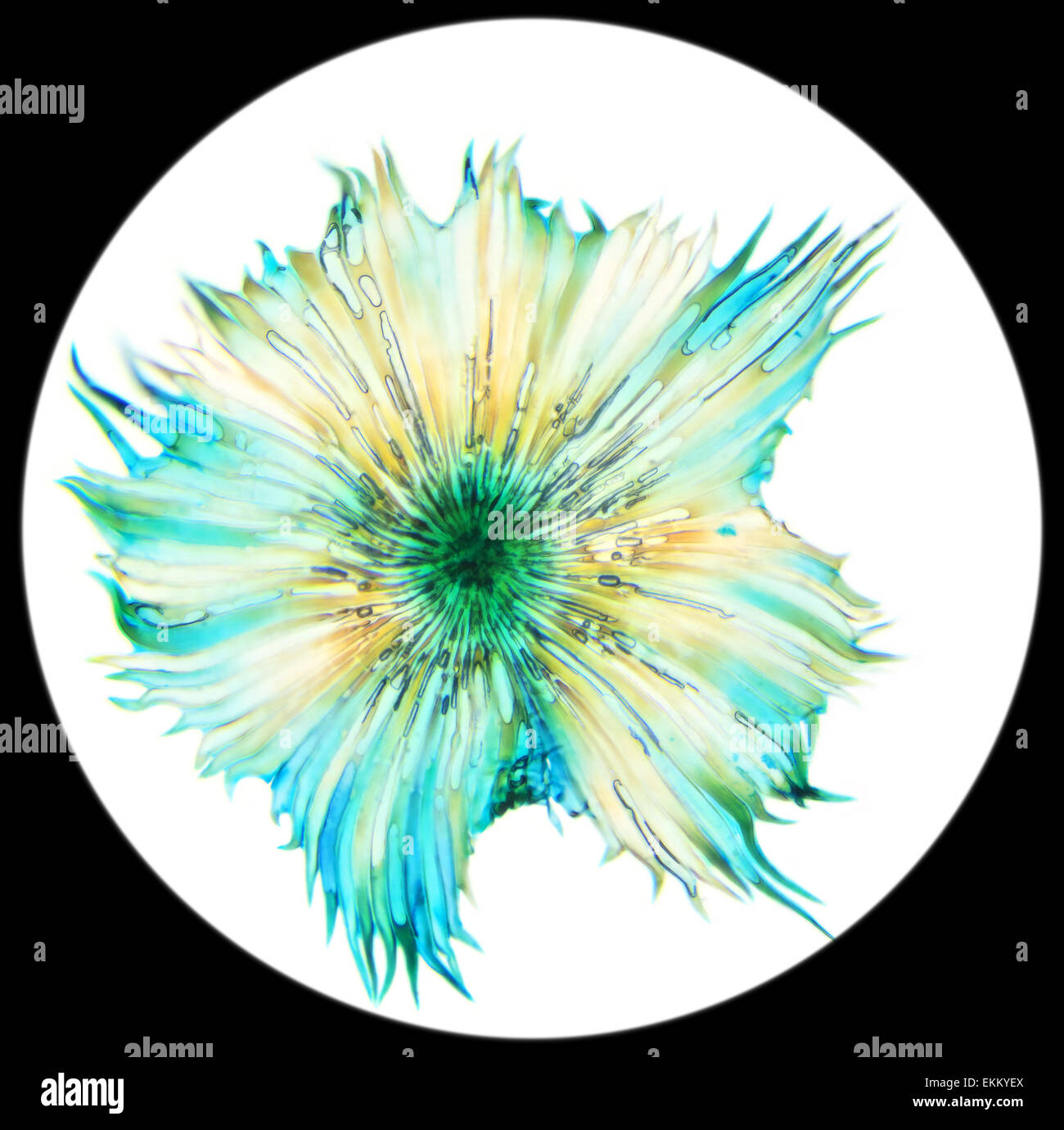 Cactus pollen under a microscope, (Stellato-Pilosus W.M.). 400x Stock ...