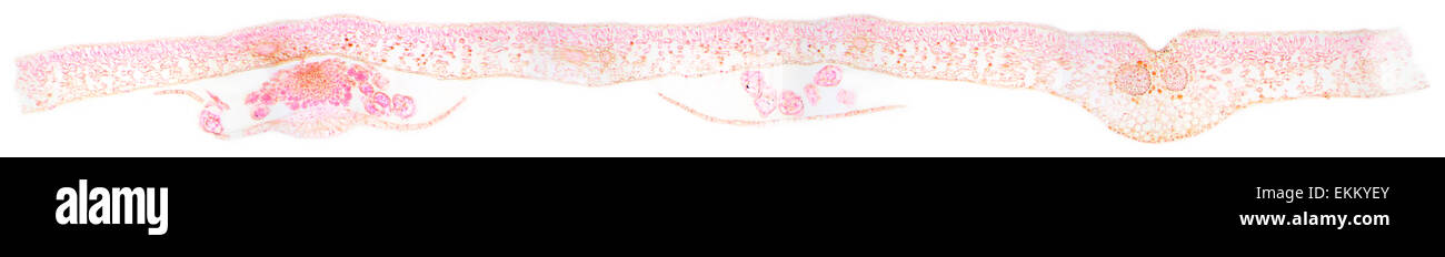 Slice fern leaf under a microscope, (Fern Leaf Sec.) 100x Stock Photo ...