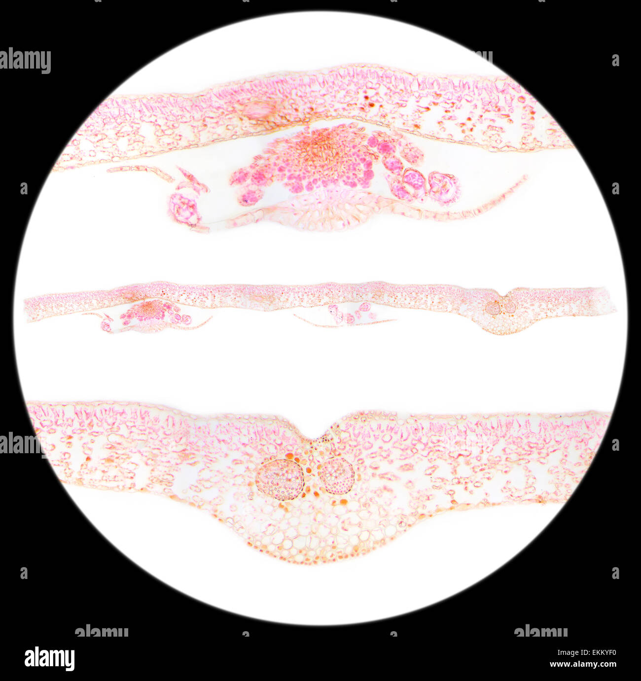 Slice fern leaf under microscope hi-res stock photography and images ...