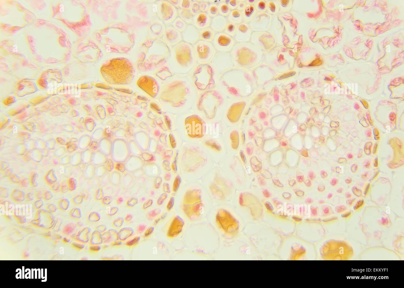 Slice fern leaf under a microscope, (Fern Leaf Sec.), 400x Stock Photo ...