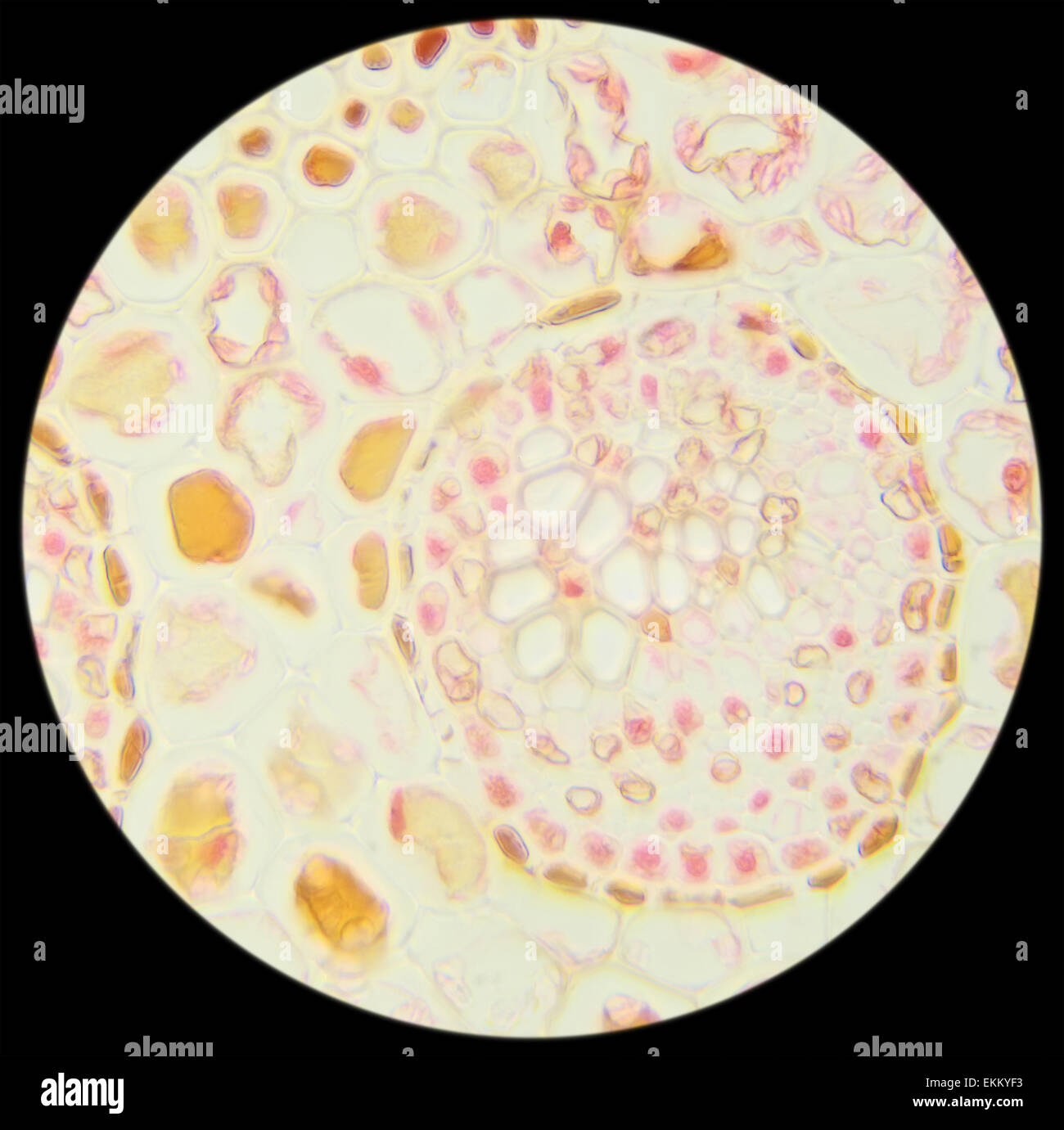 Slice fern leaf under a microscope, (Fern Leaf Sec.), 400x Stock Photo ...