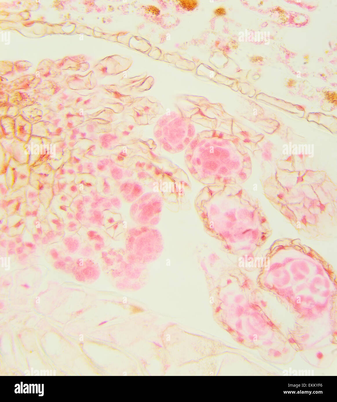 Slice fern leaf under microscope hi-res stock photography and images ...