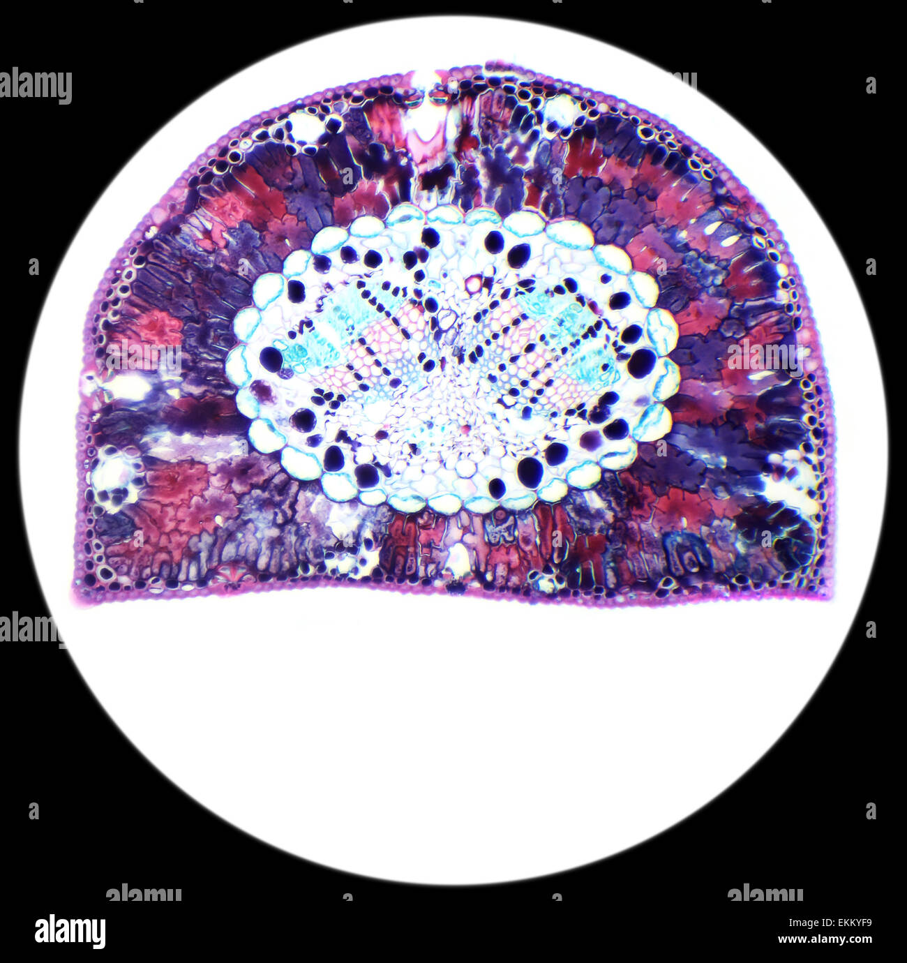 Pine needle cross-section under the microscope, background, (Pinus ...