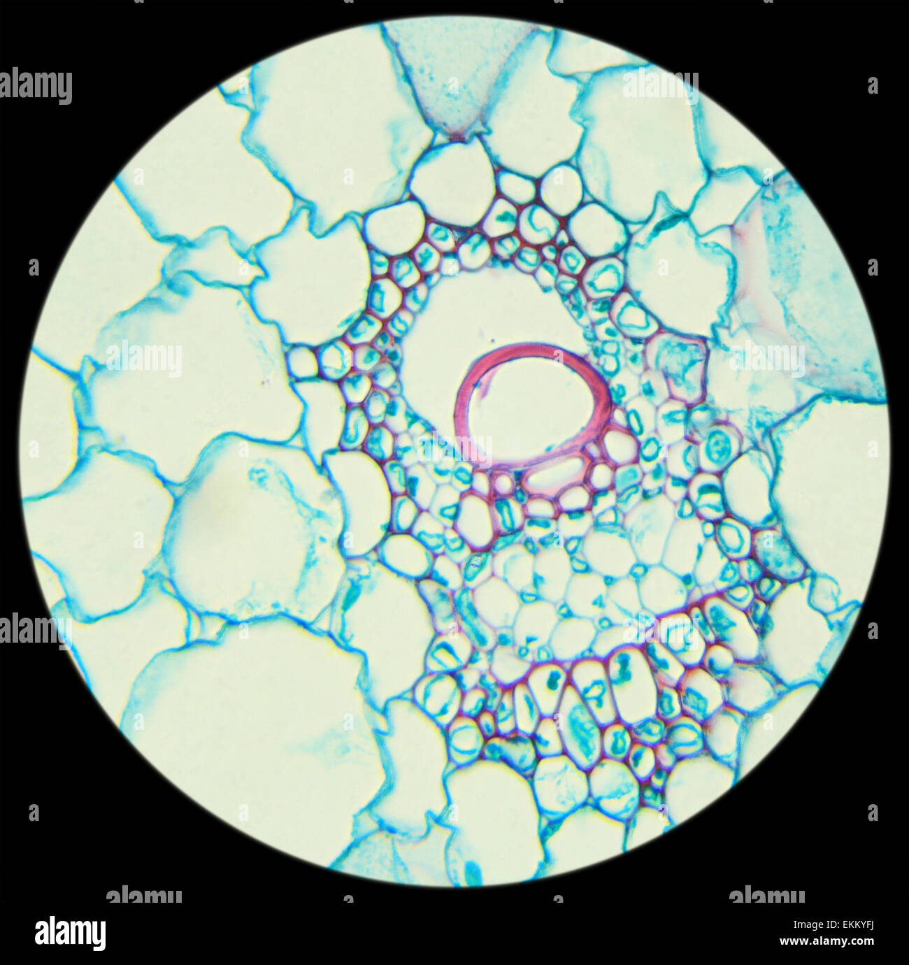 Corn stem cross section High Resolution Stock Photography and Images ...