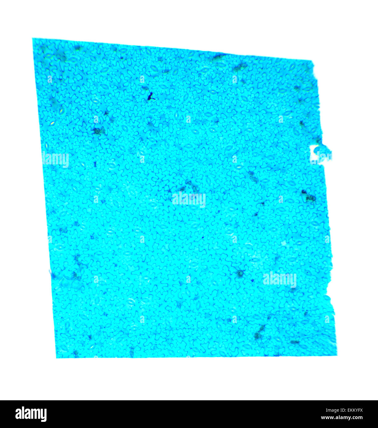 Cross section leaf microscope hi-res stock photography and images - Alamy