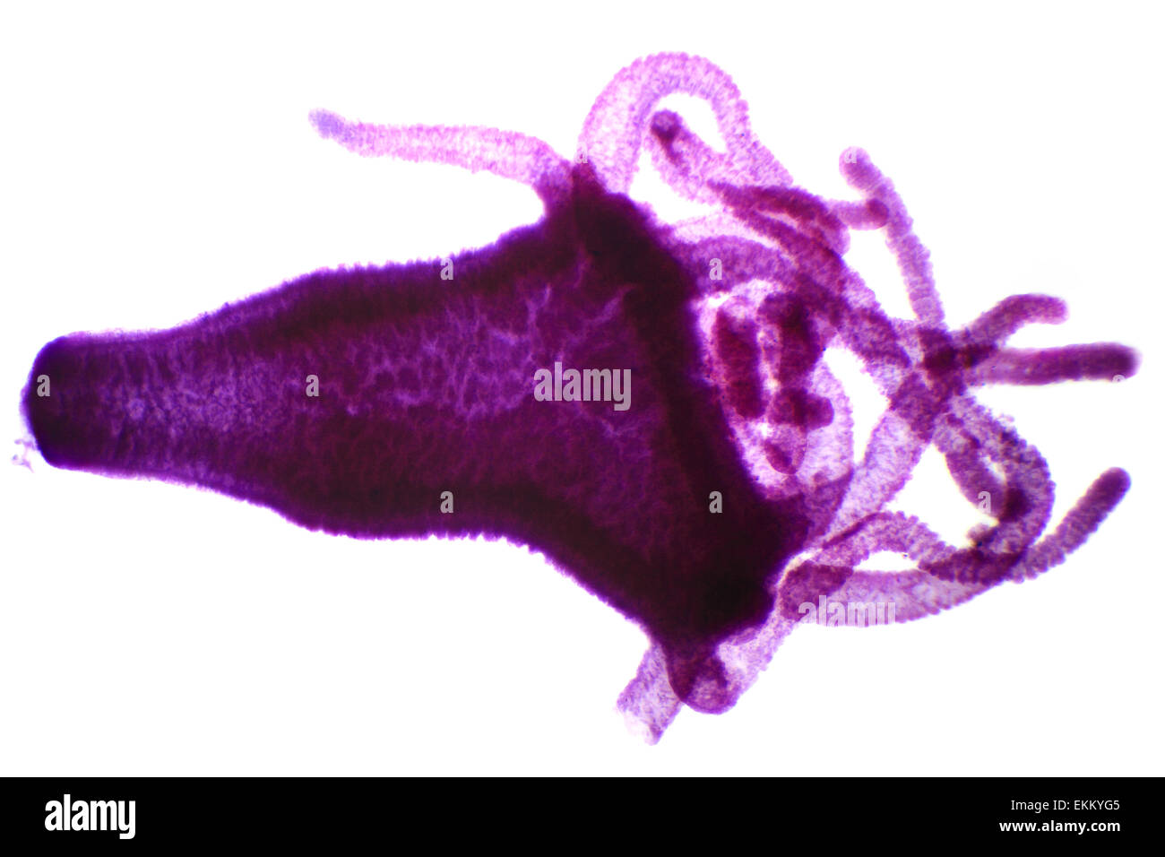 Hydra Under Microscope Labeled