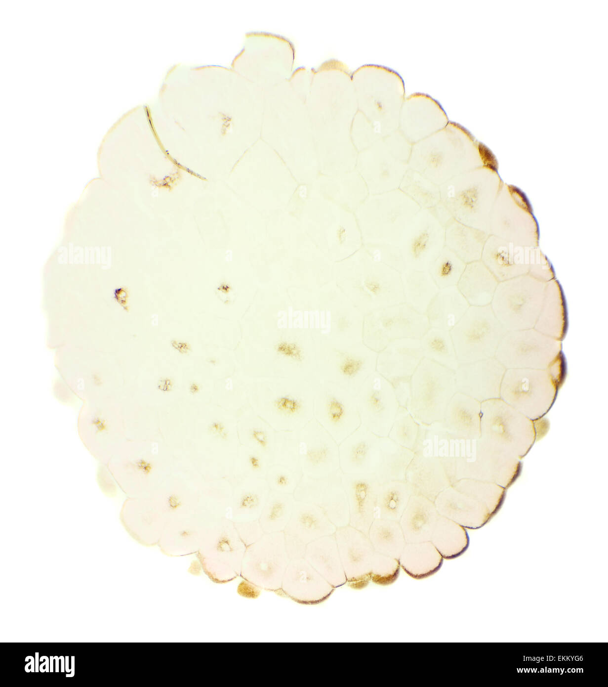 Frog anatomy hi-res stock photography and images - Alamy