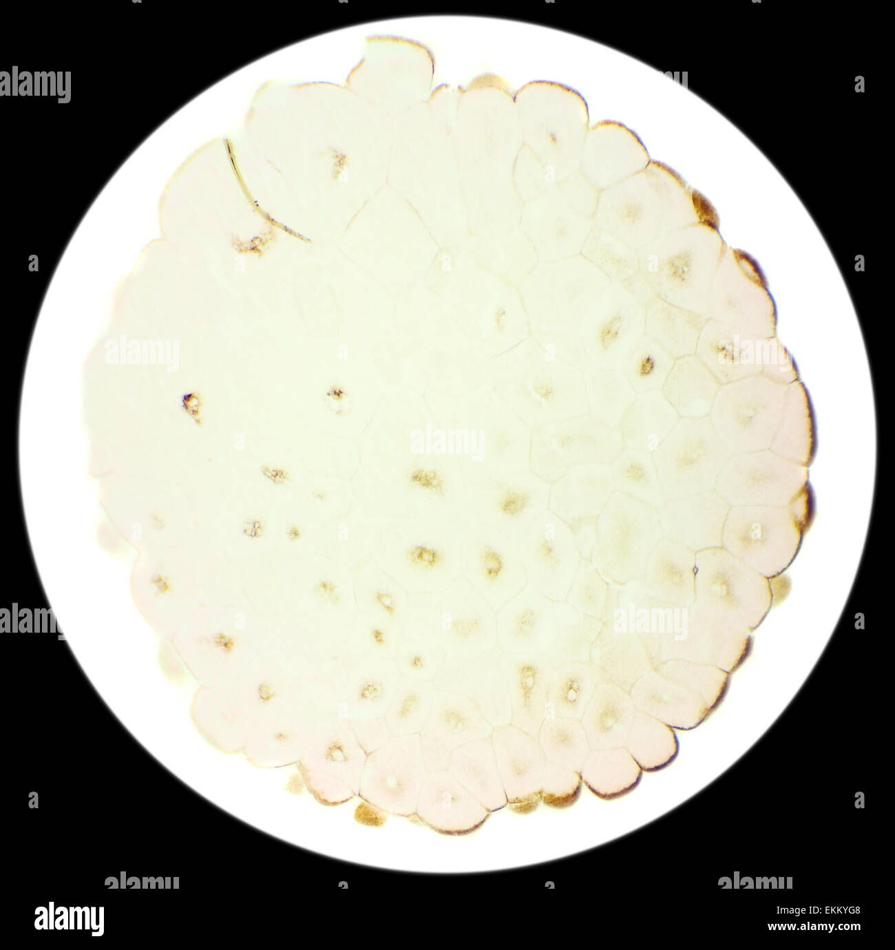 Frog egg under the microscope, background. (Frogg Egg Sec.) 100x Stock ...