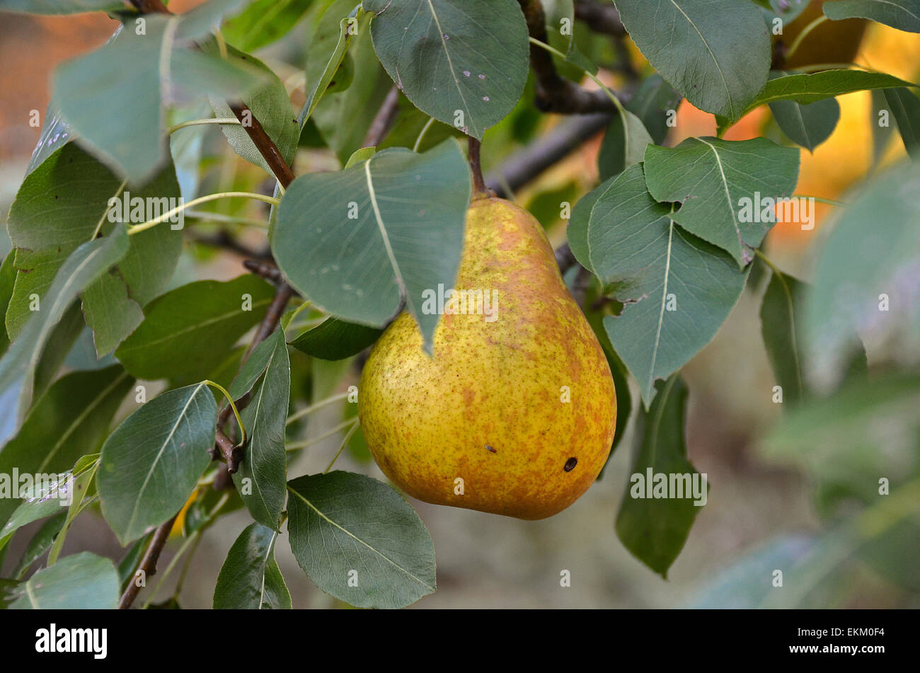 Ripe pear on pear tree Stock Photo - Alamy