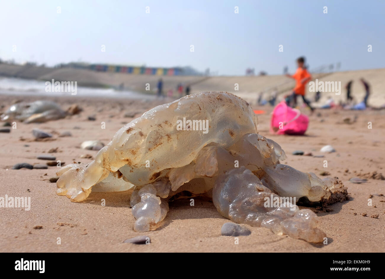 Uk sea jellyfish hi-res stock photography and images - Alamy
