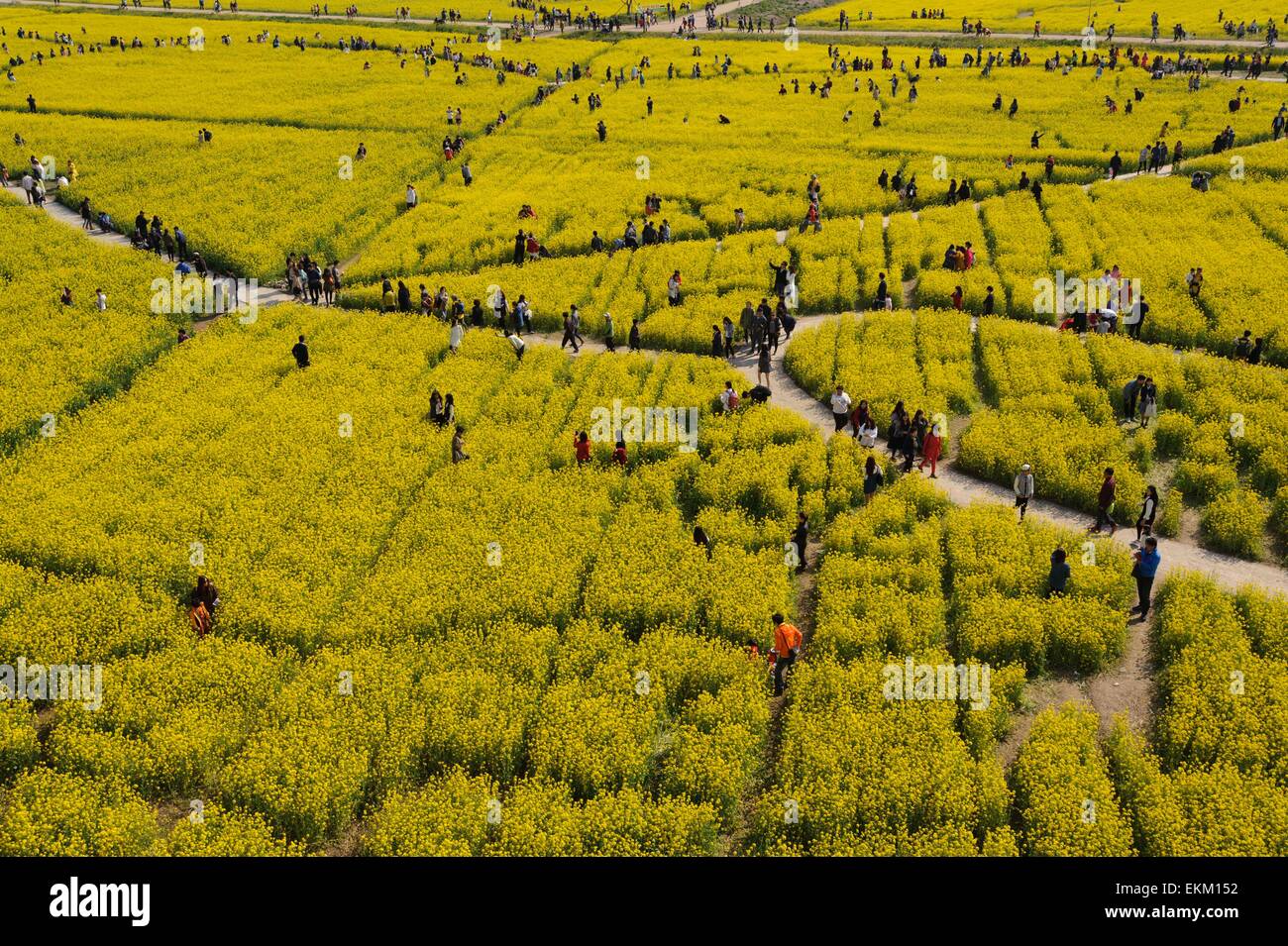 Busan, Korea. 11th Apr, 2015. People walk among canola flowers at a ...
