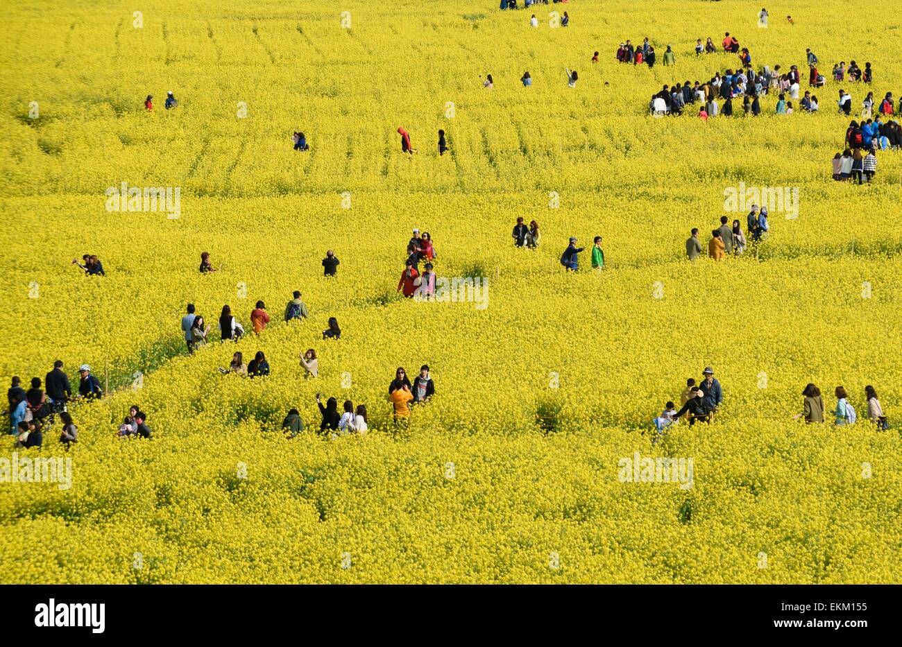 Busan, Korea. 11th Apr, 2015. People walk among canola flowers at a ...