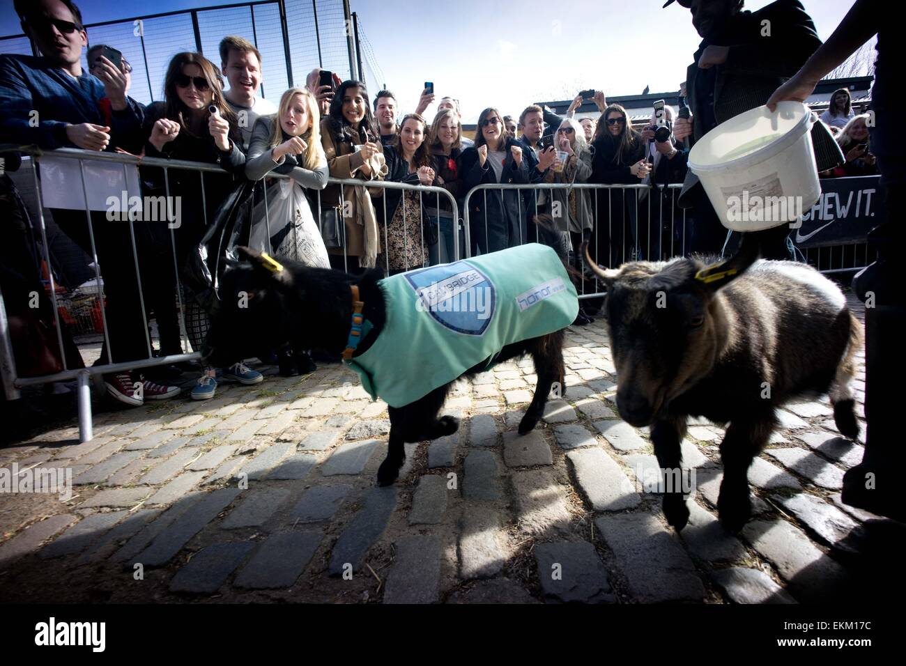 Cambridge oxford goat race hi-res stock photography and images - Alamy