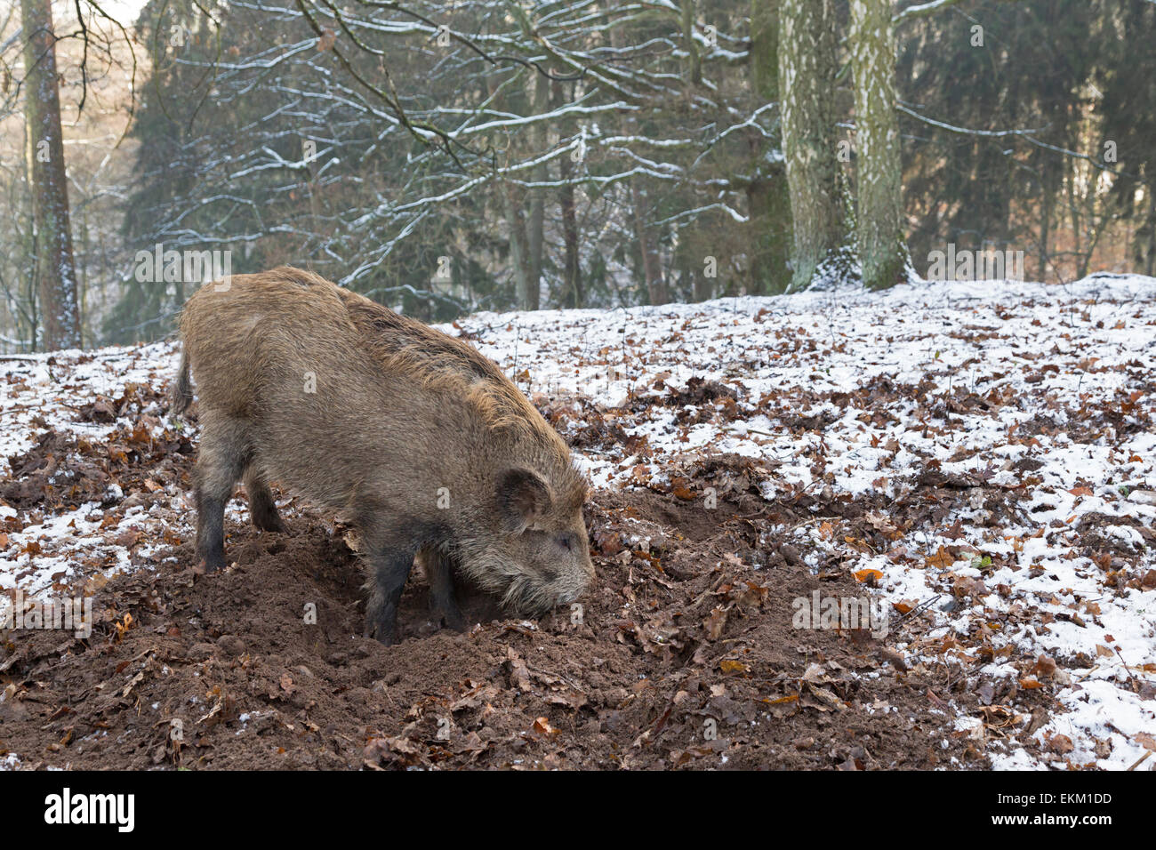 Pig in the woods hi-res stock photography and images - Alamy