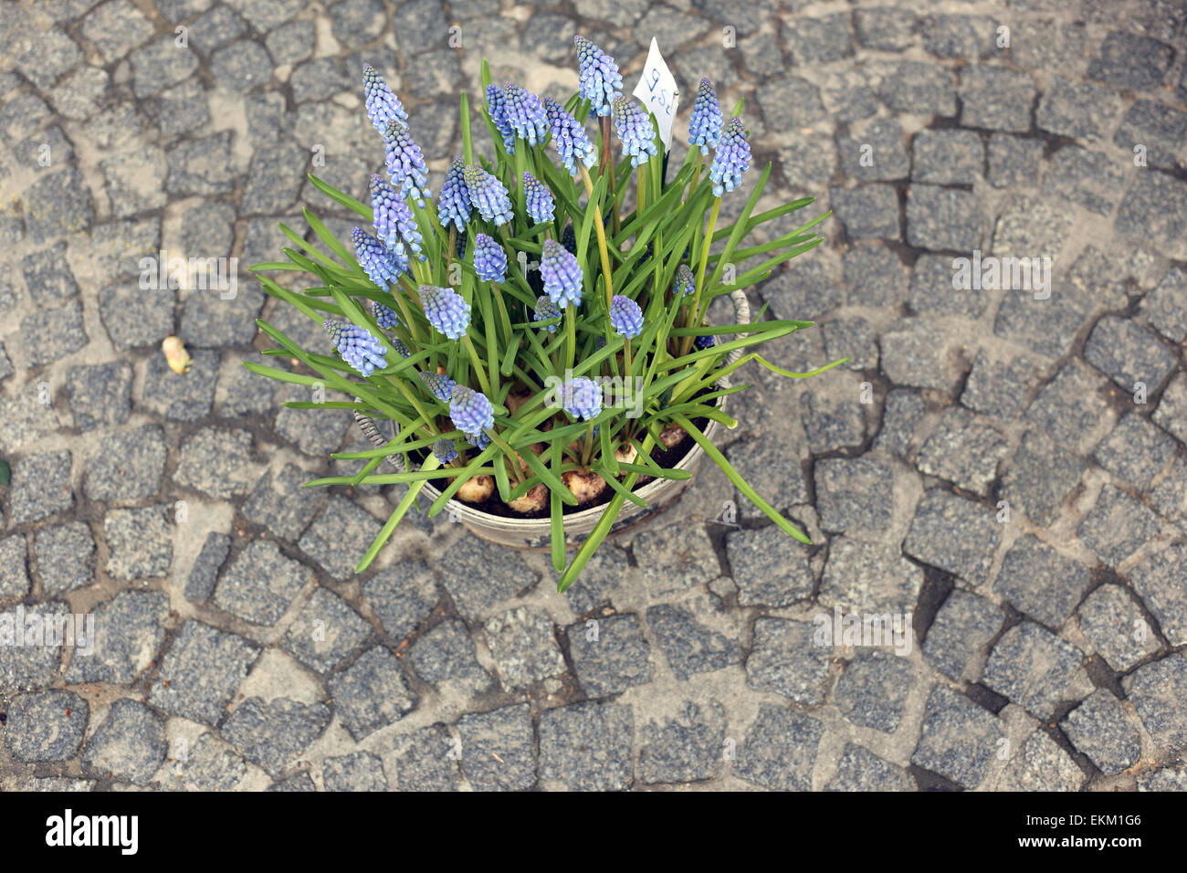 Light blue muscari hi-res stock photography and images - Alamy