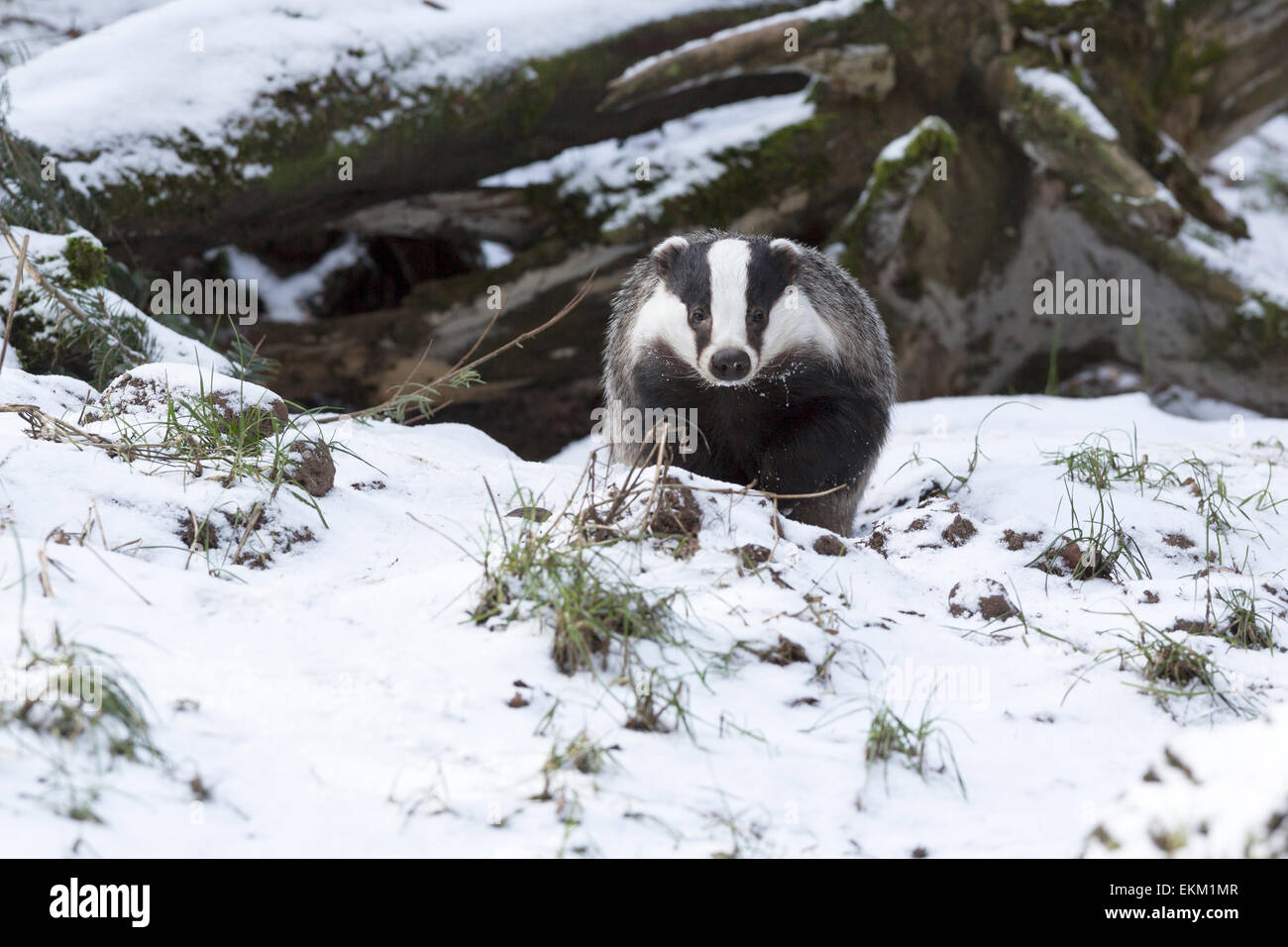 European badger in snow (Meles meles Stock Photo - Alamy