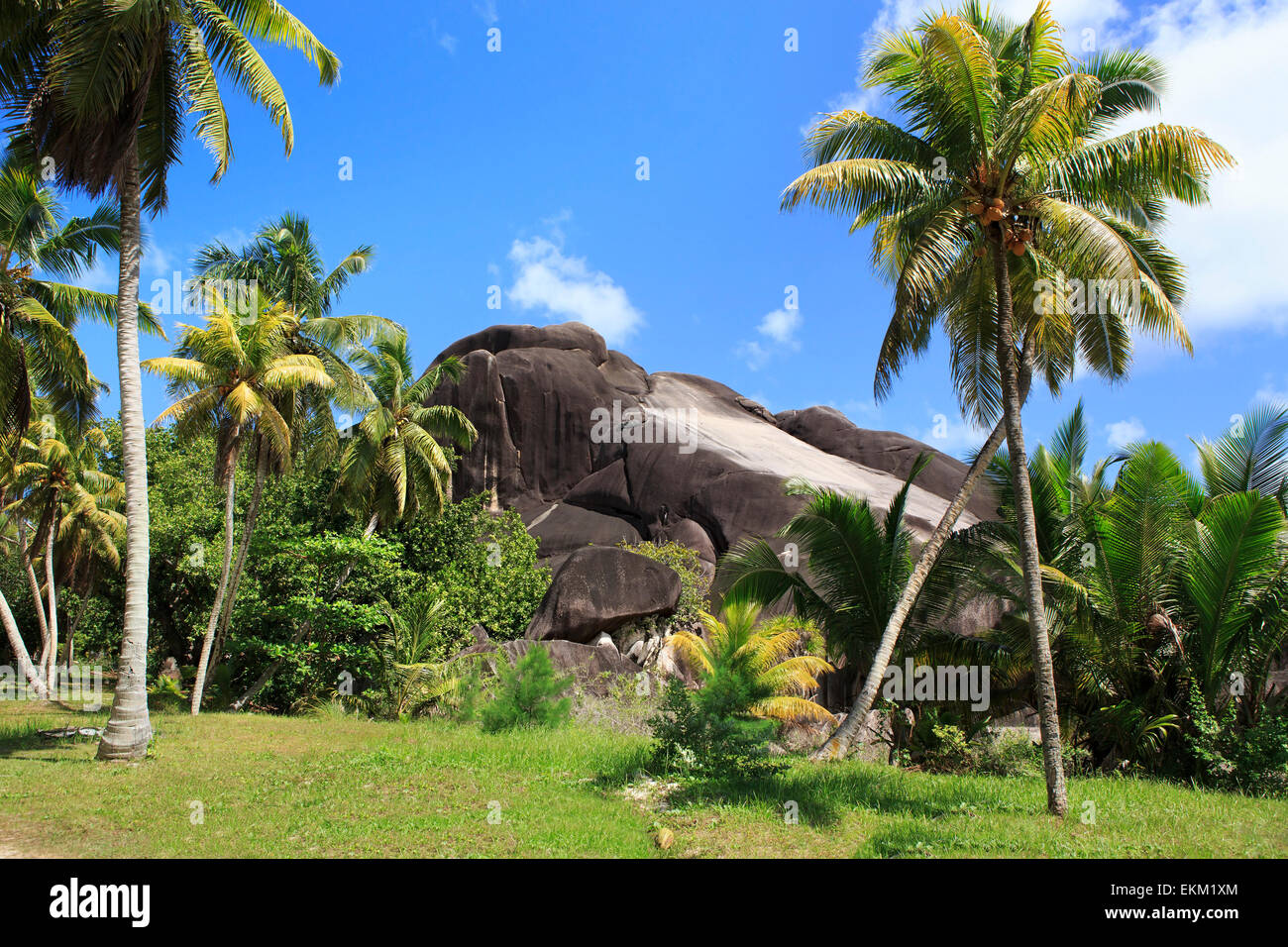 Enormous black granite rocks in the thickets of tropical vegetation ...