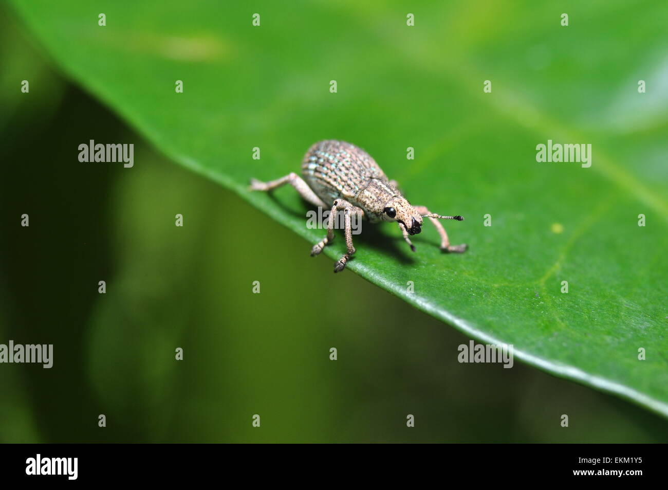 A weevil is a type of beetle from the Curculionoidea superfamily. They ...
