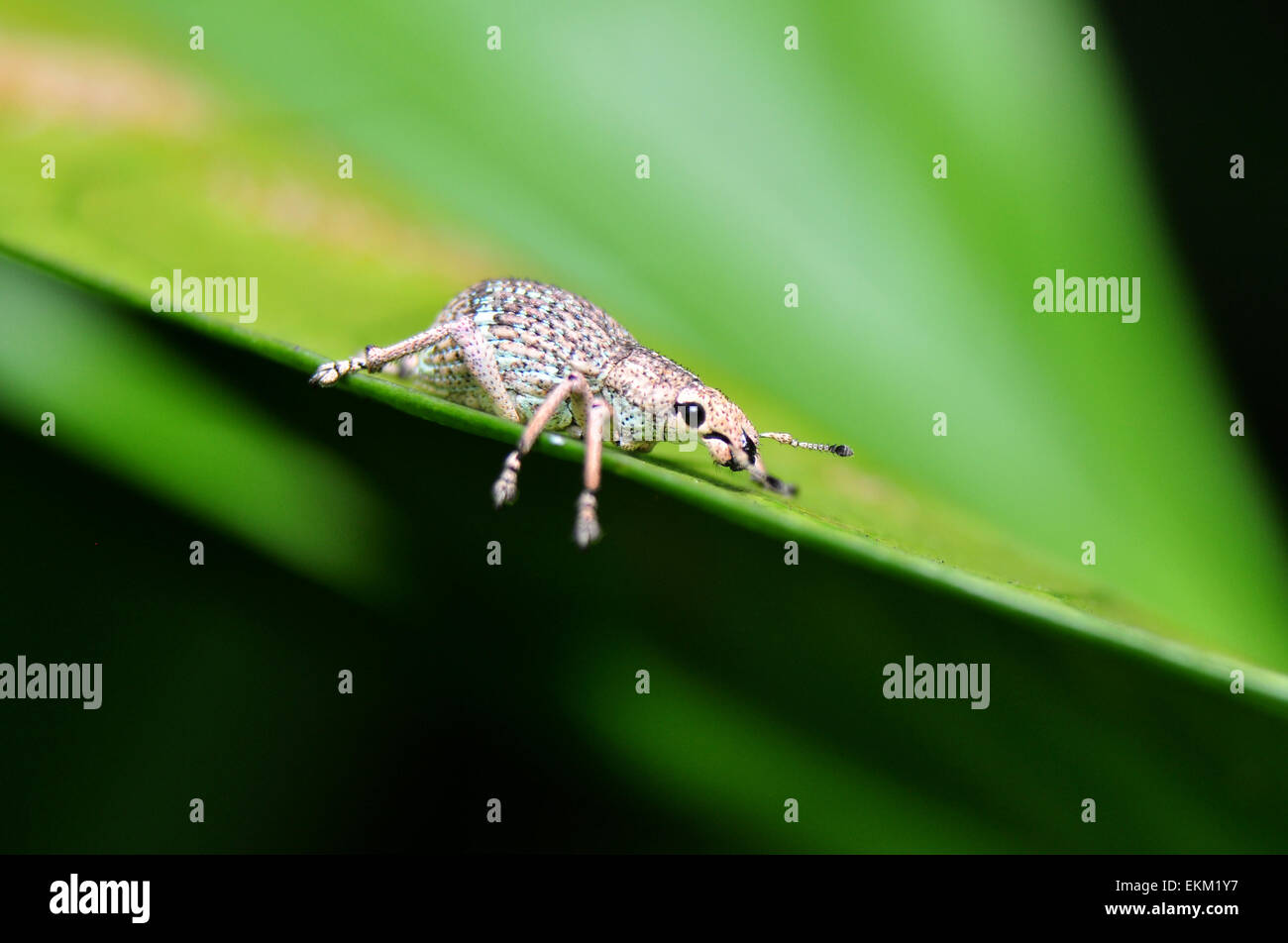 A weevil is a type of beetle from the Curculionoidea superfamily. They ...