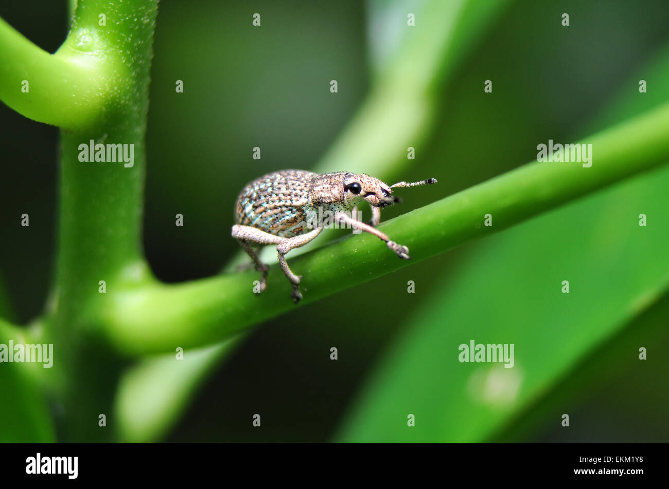 A weevil is a type of beetle from the Curculionoidea superfamily. They ...