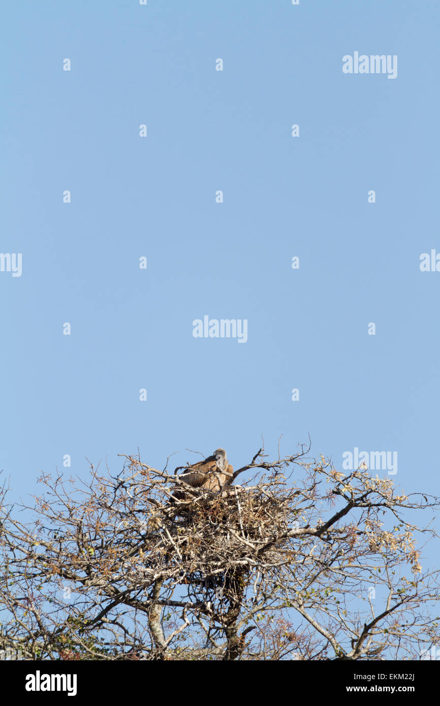 Female Vulture on nest, South Africa Stock Photo - Alamy