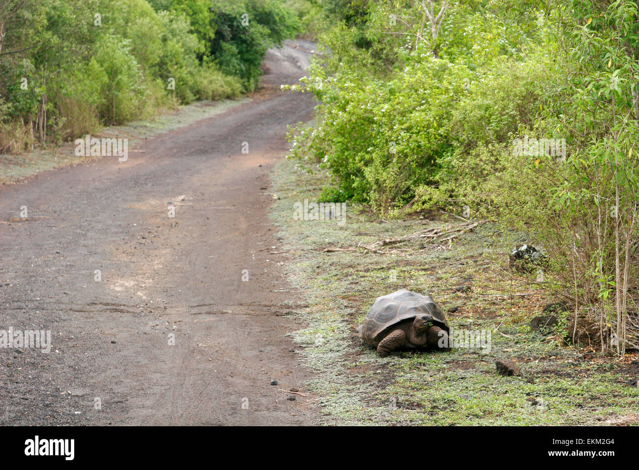 Galapagos Giant Tortoise in the wild, Isabela Island, Galapagos Islands ...