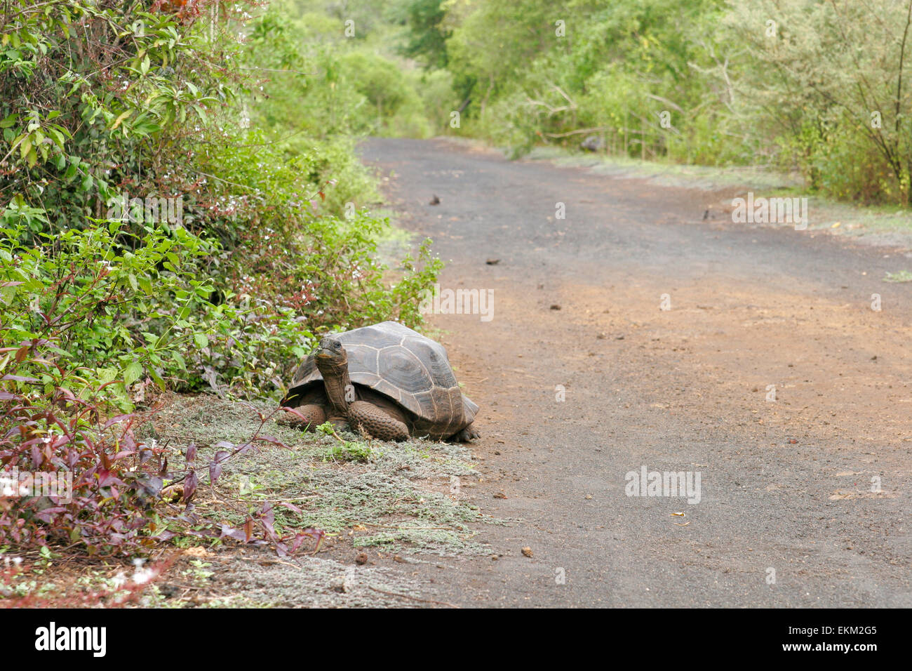 Galapagos Giant Tortoise in the wild, Isabela Island, Galapagos Islands ...