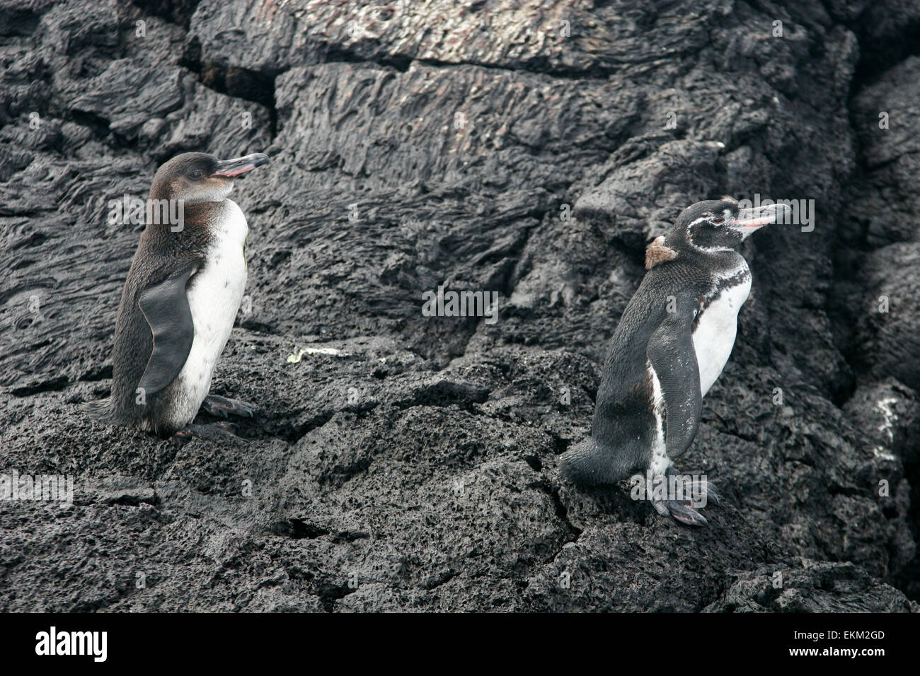 Galapagos penguins (Spheniscus mendiculus), Isabela Island, Galapagos ...