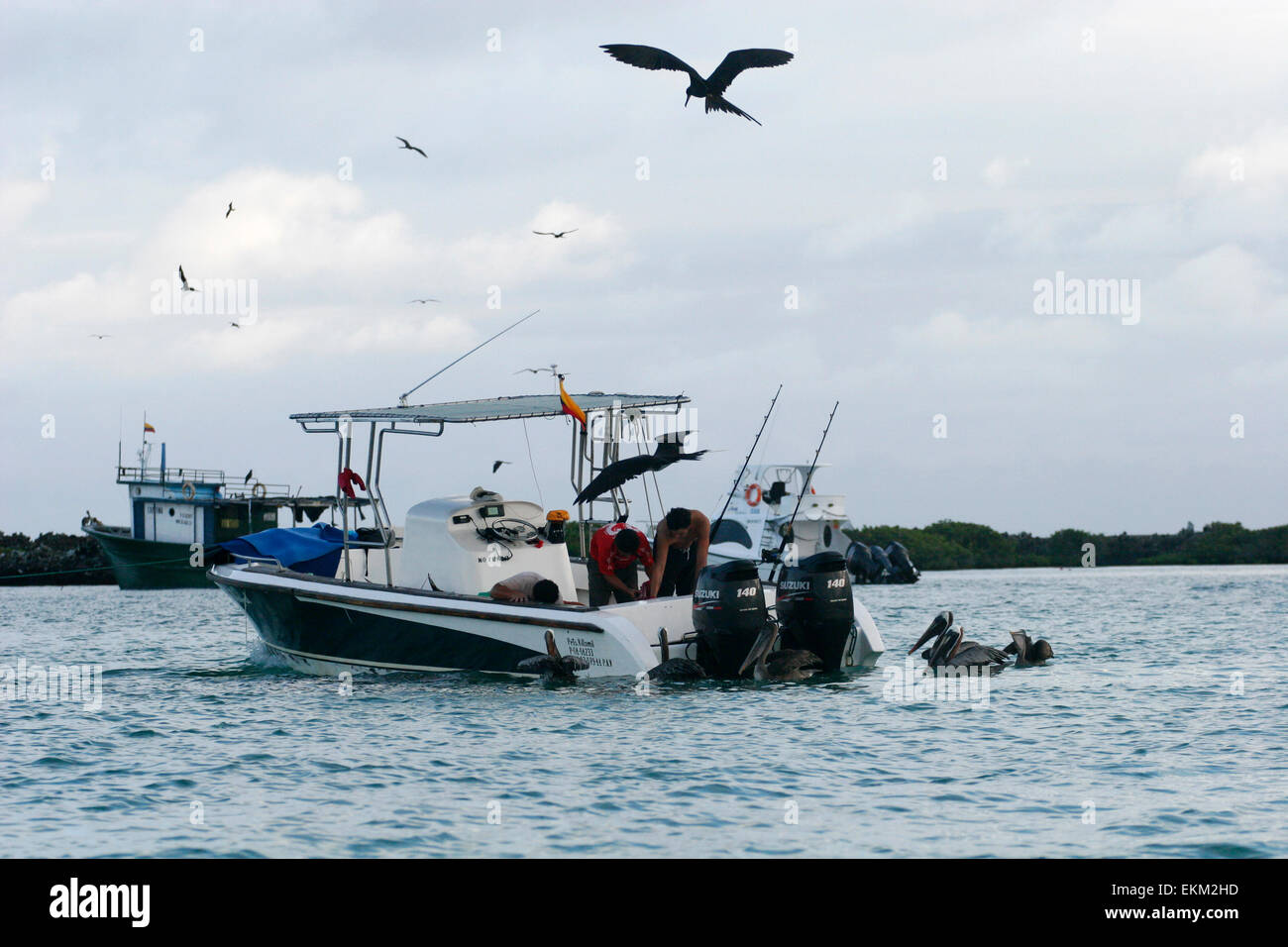 Frigate bird catching fish hi-res stock photography and images - Alamy