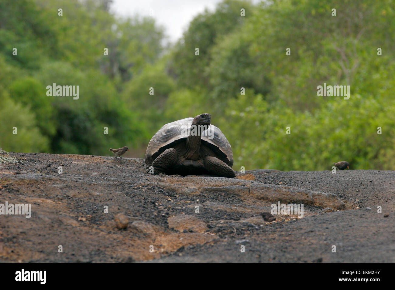 Galapagos Giant Tortoise in the wild, Isabela Island, Galapagos Islands ...
