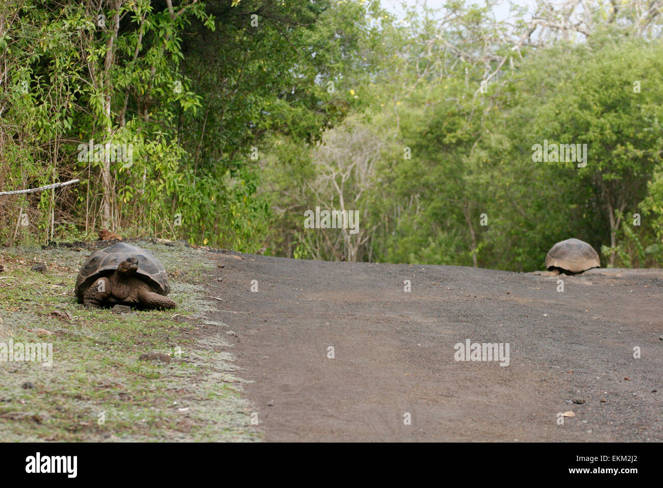 Galapagos Giant Tortoises in the wild, Isabela Island, Galapagos ...