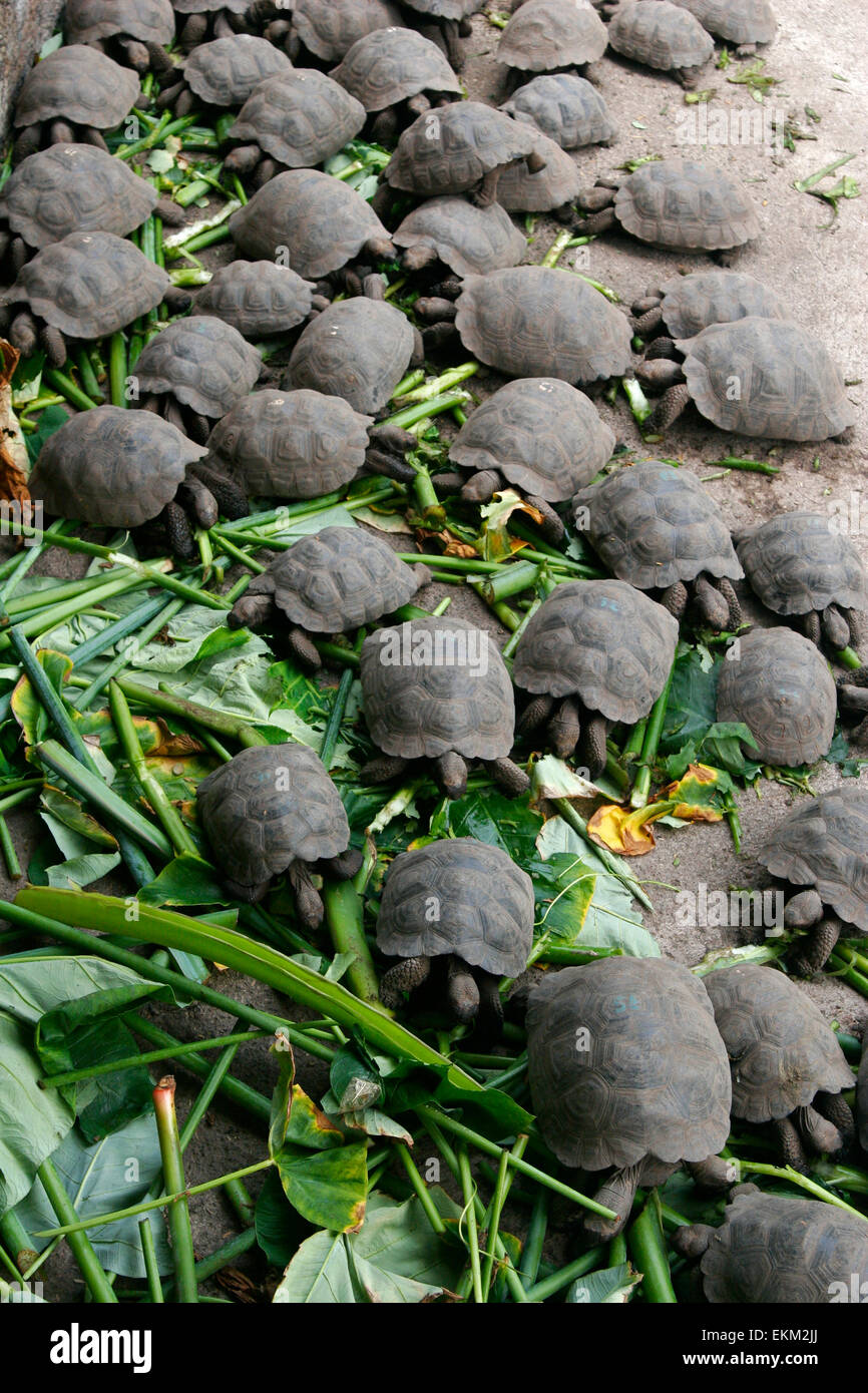 Baby Galapagos Giant Tortoises, Charles Darwin Research Station, Puerto ...