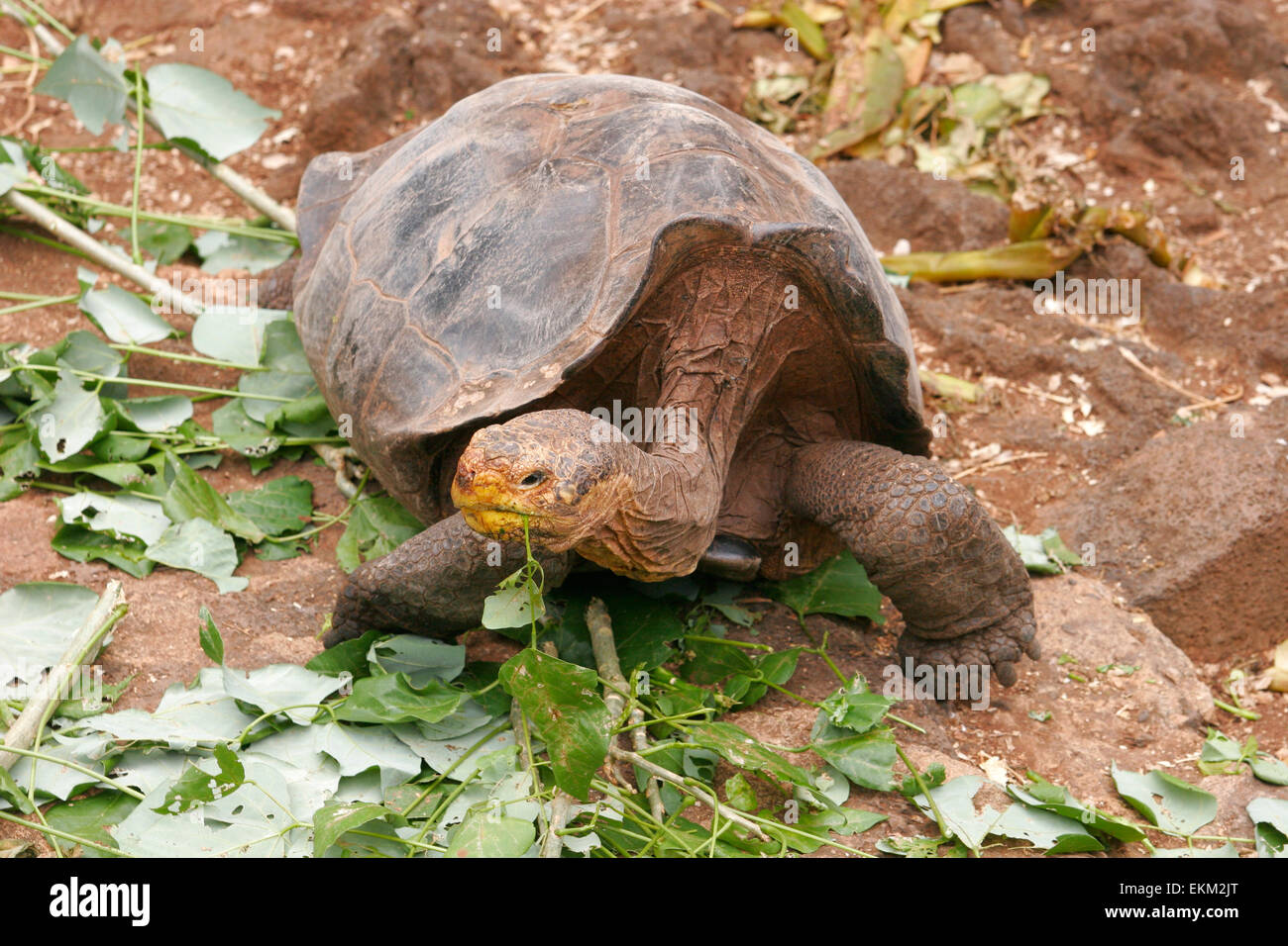 Galapagos Giant Tortoise, Charles Darwin Research Station, Puerto Ayora ...