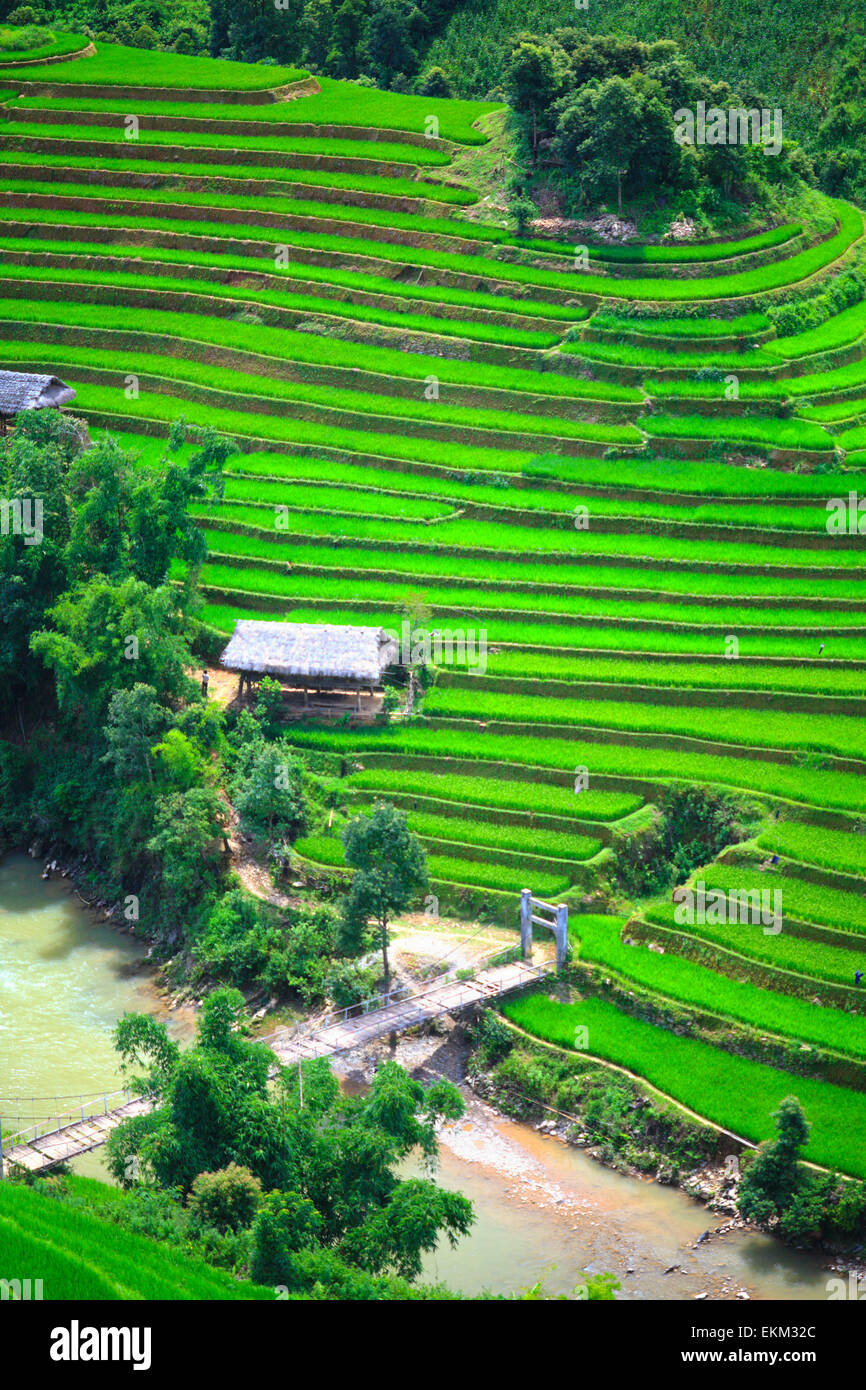 Green rice field terraces at northern Vietnam Stock Photo - Alamy