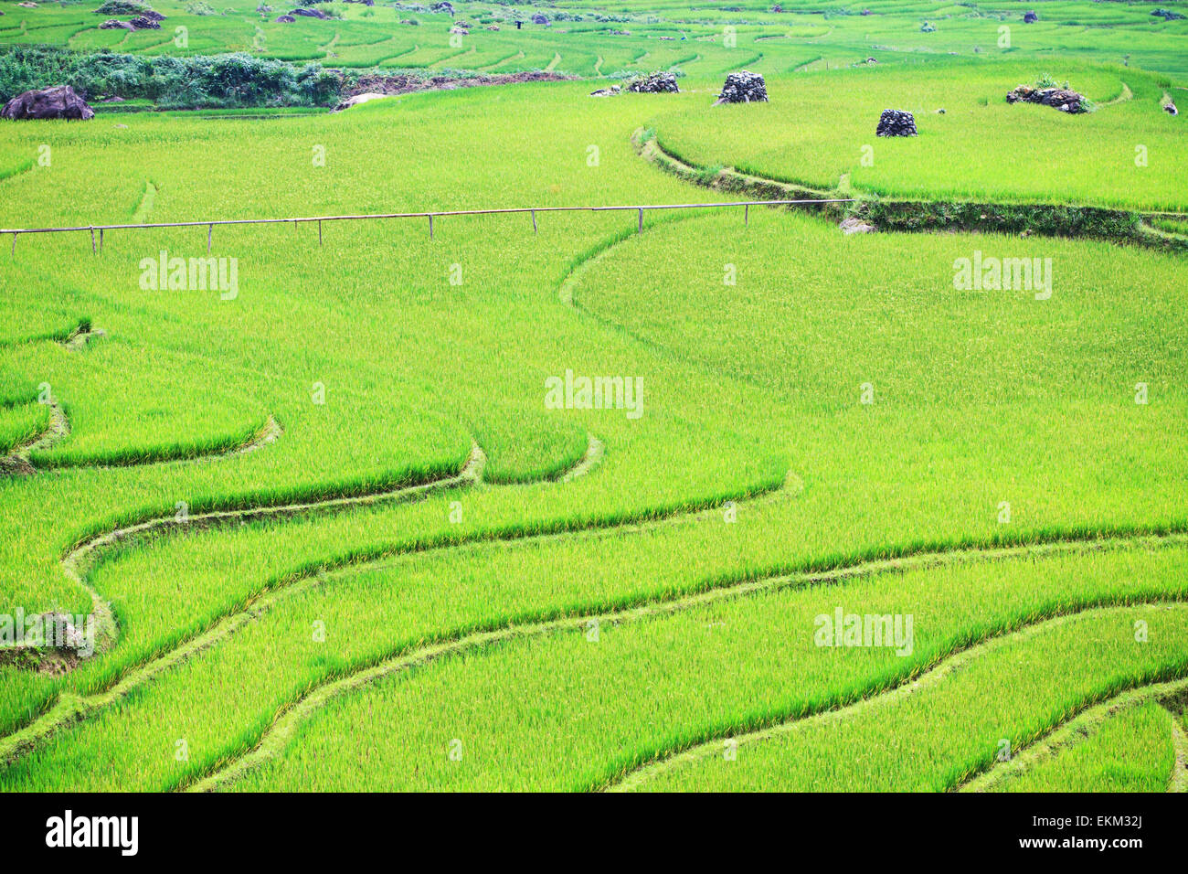Rice paddy field at the nothern Vietnam Stock Photo - Alamy