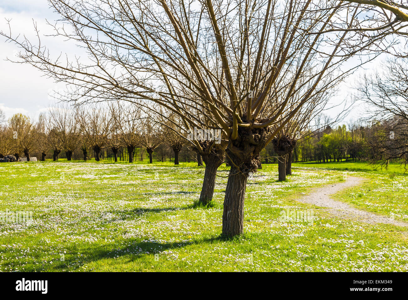 spring sunny morning in the meadows of Italy Stock Photo - Alamy
