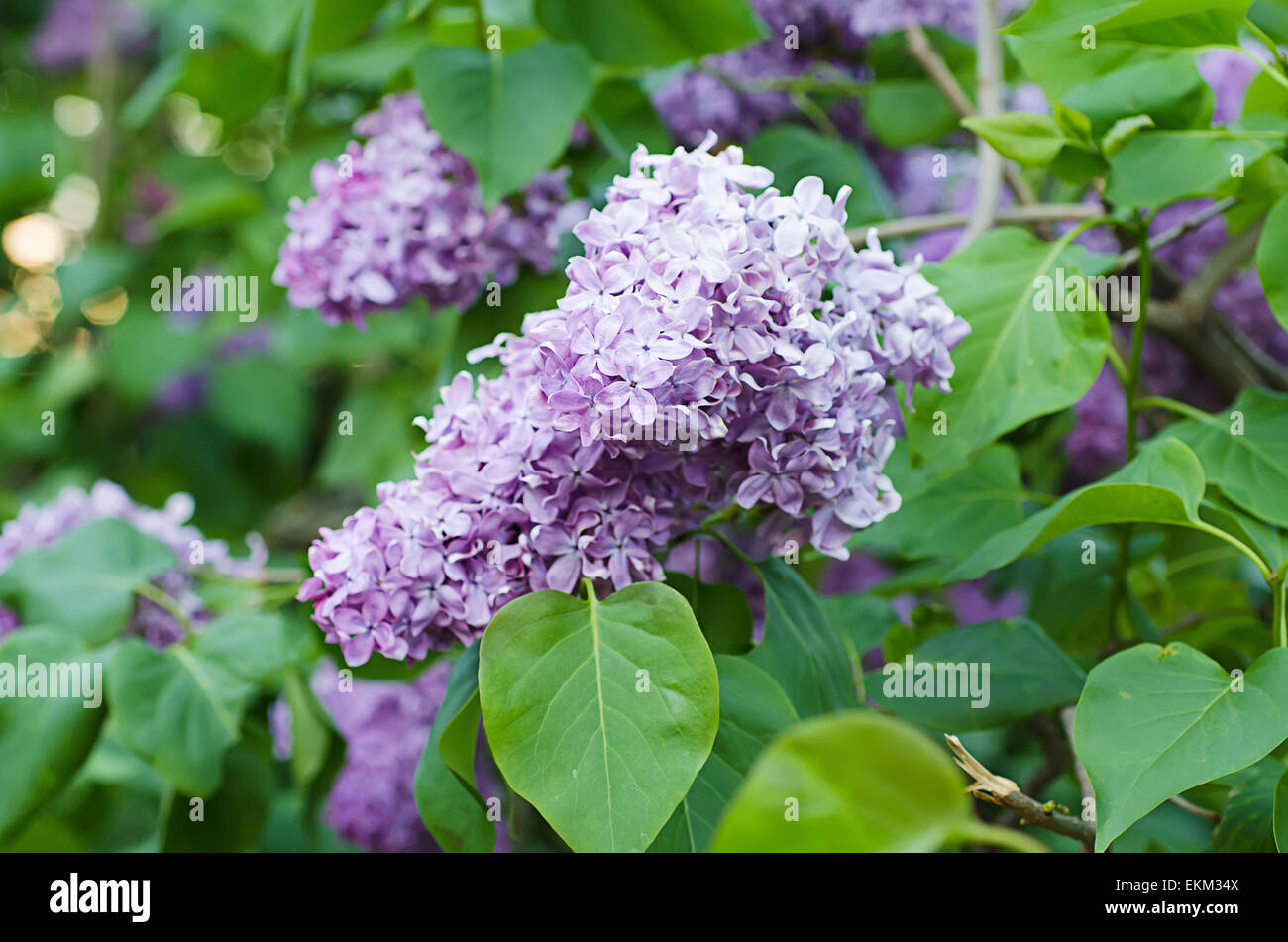 Spring lilac flowers Stock Photo - Alamy