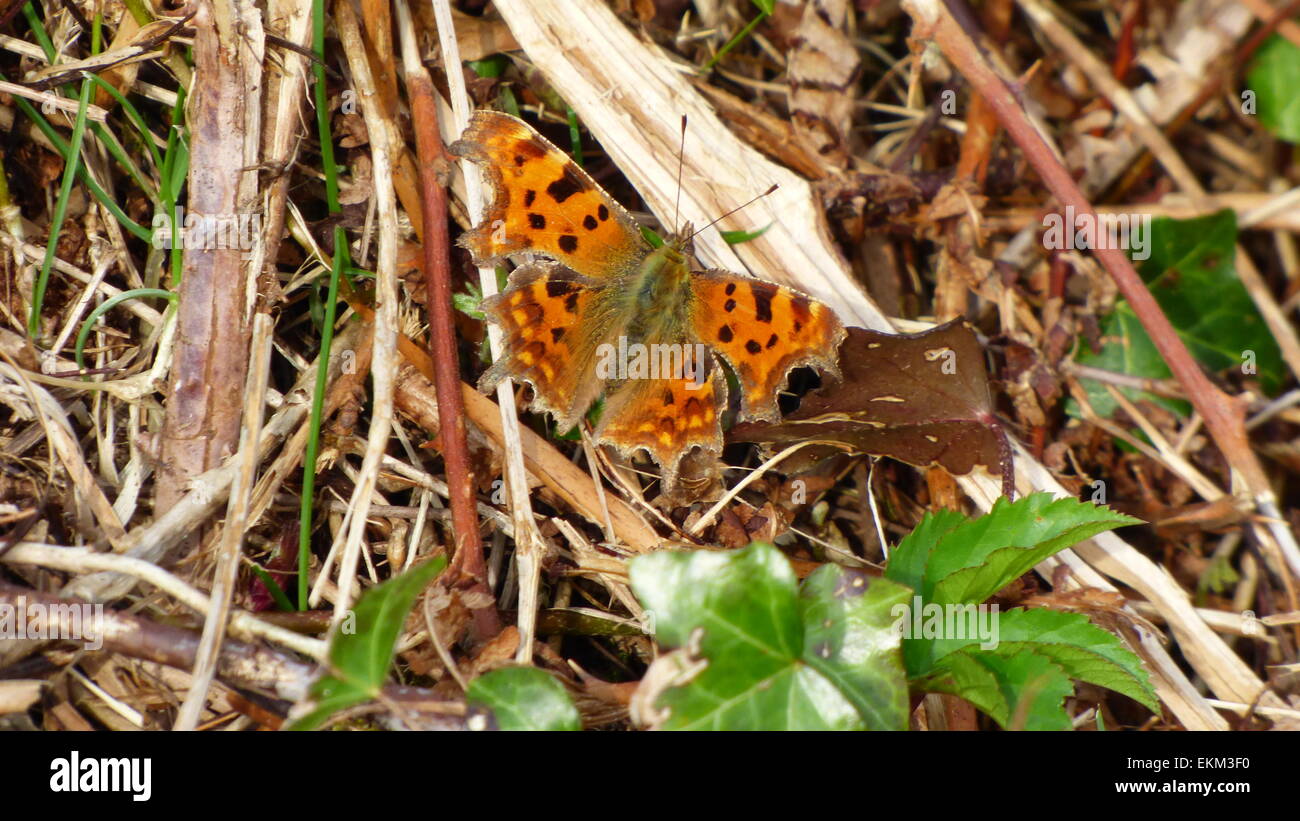 Comma britain hi-res stock photography and images - Alamy