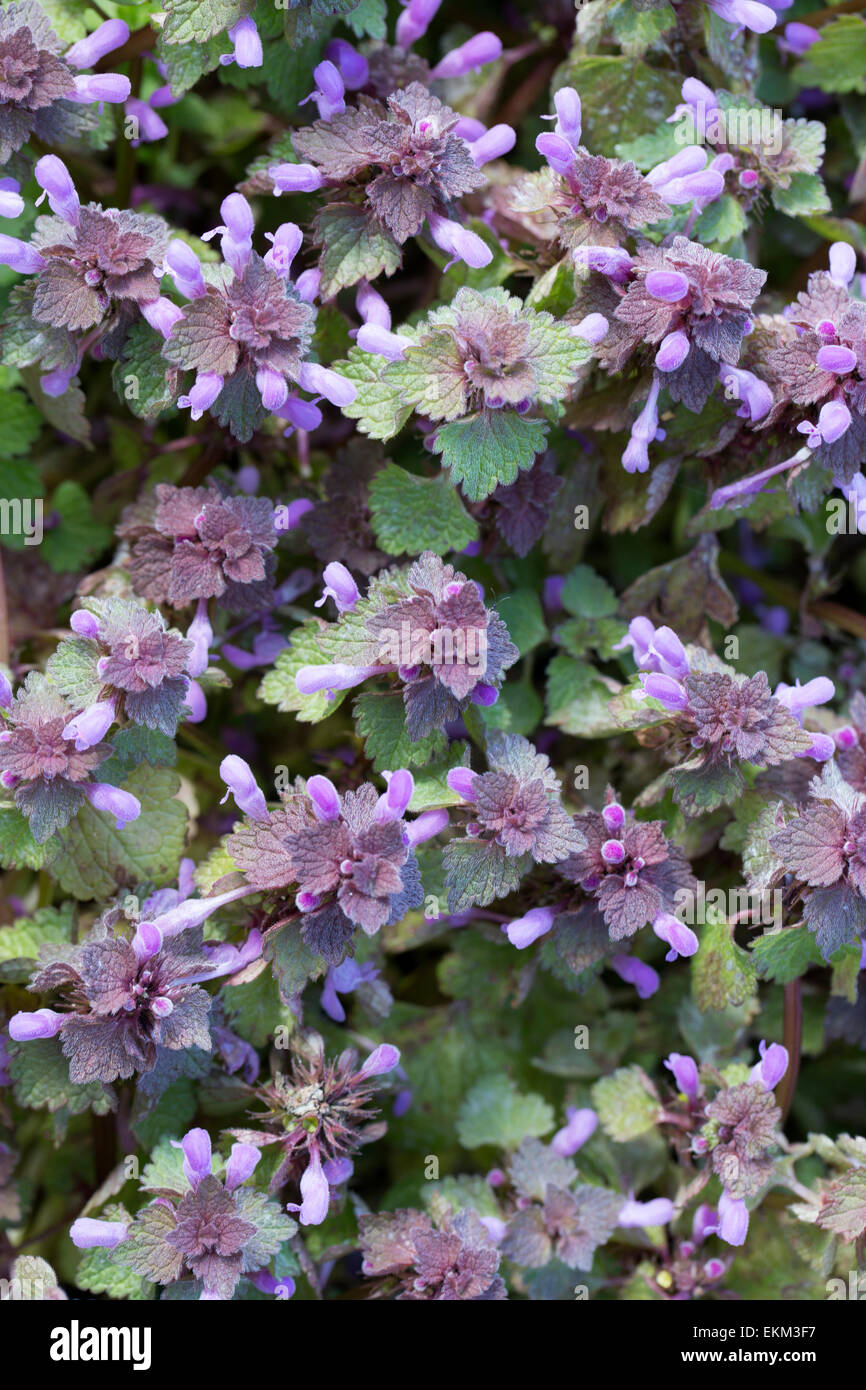 Red dead nettle hi-res stock photography and images - Alamy