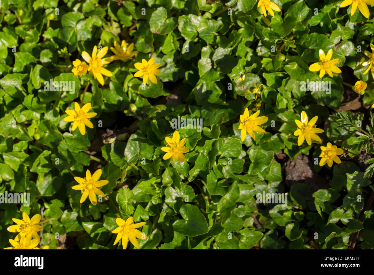 Lesser celandine (Ranunculus ficaria Stock Photo - Alamy